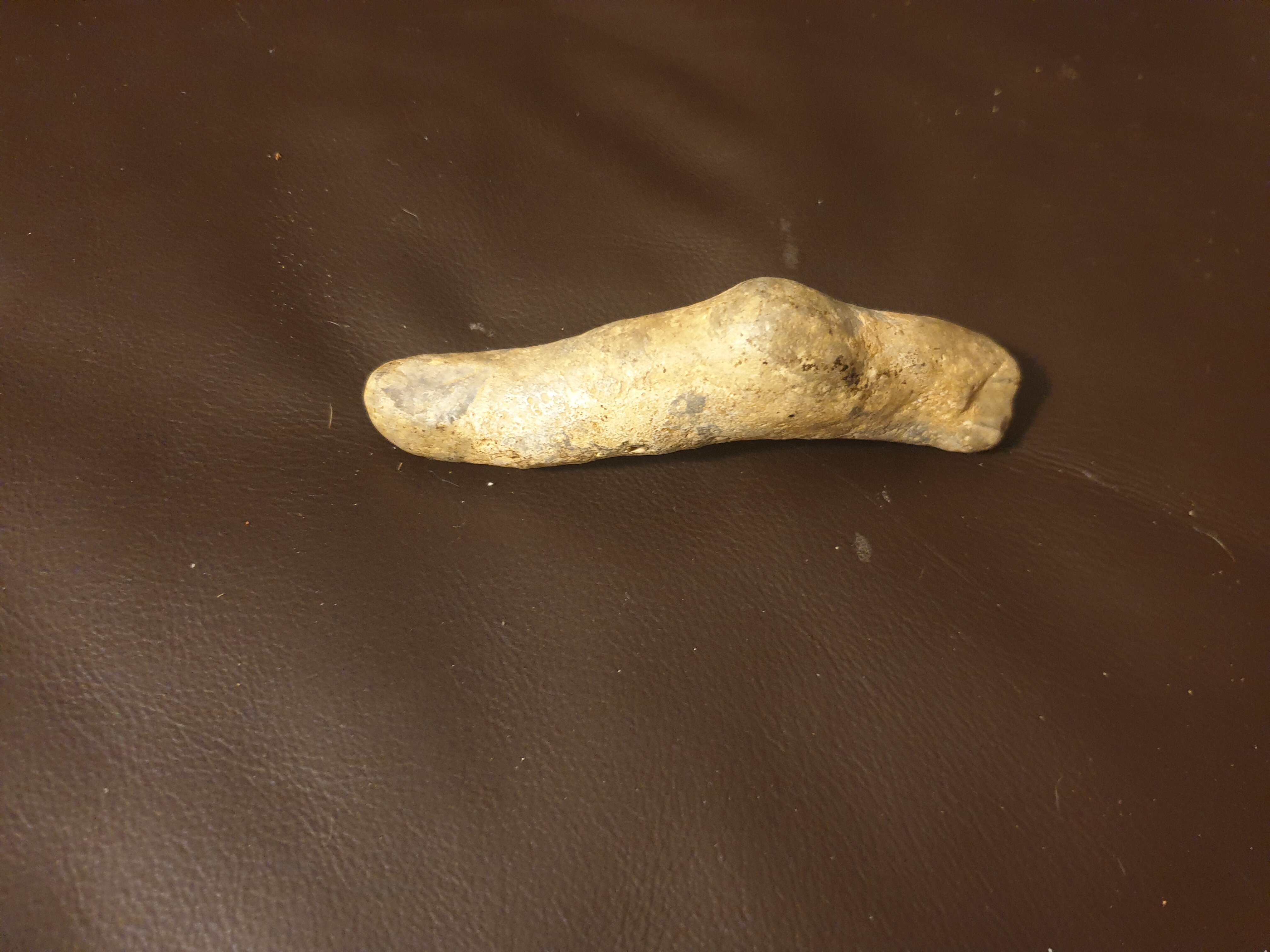 Human finger - Fossil ID - The Fossil Forum