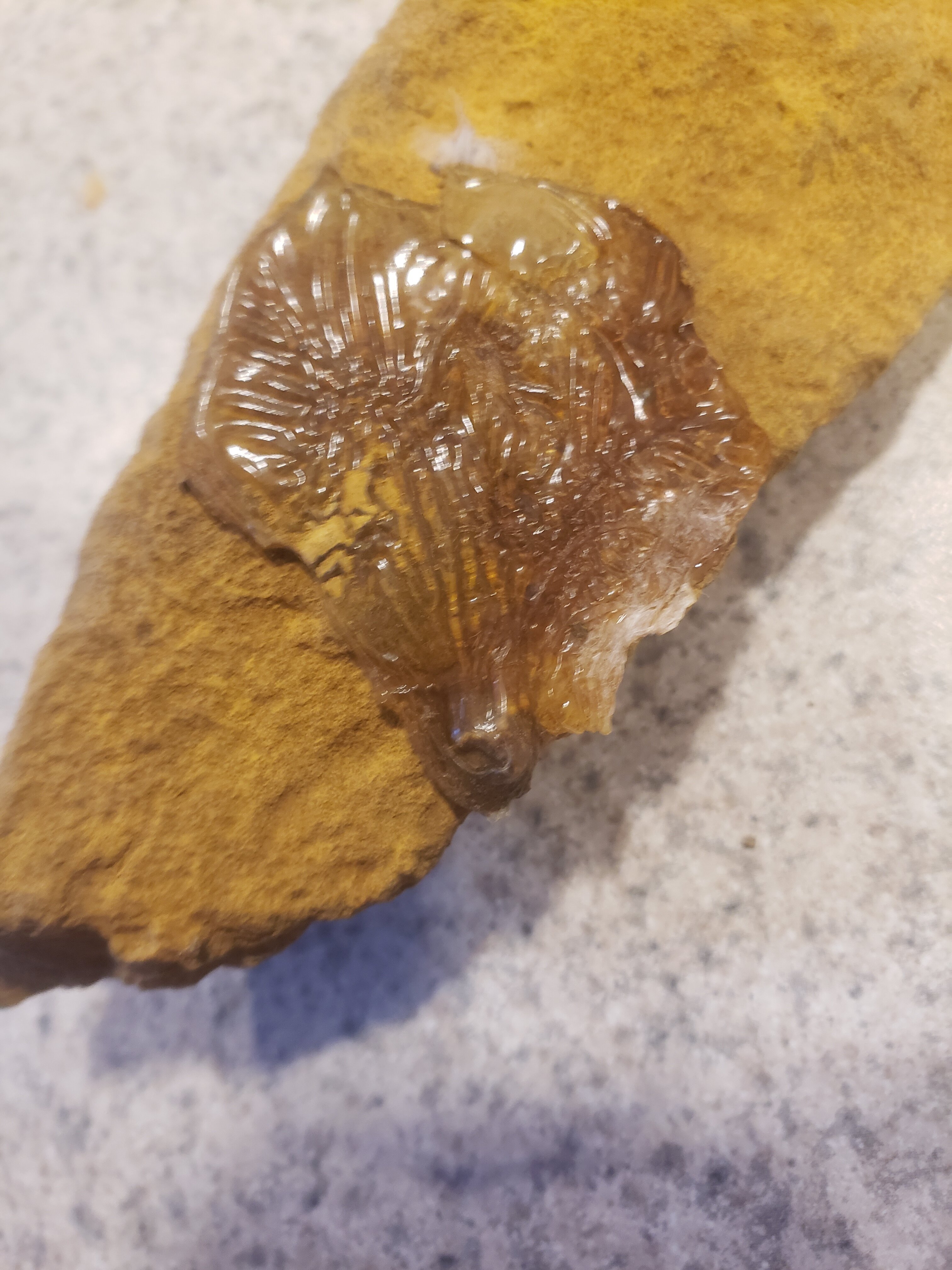 Pennsylvanian rock fossils? - Fossil ID - The Fossil Forum