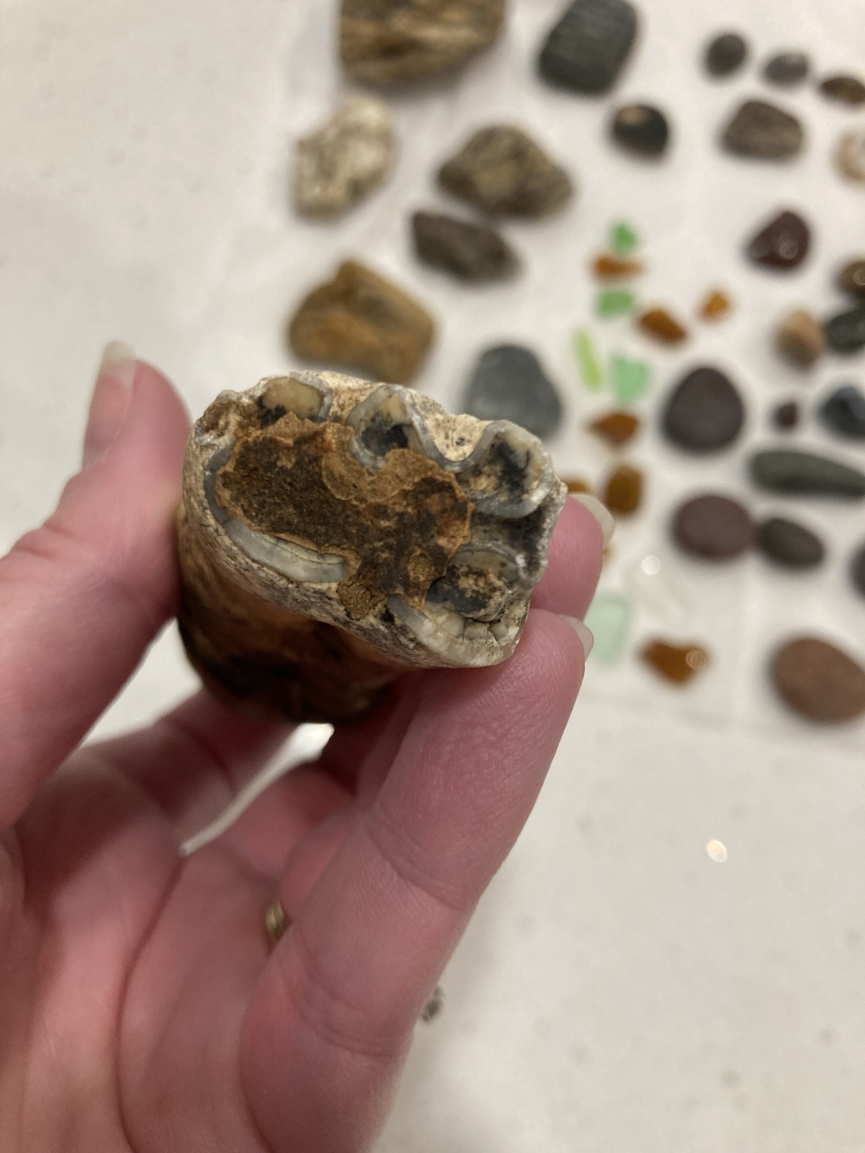 Western horse tooth? - Fossil ID - The Fossil Forum