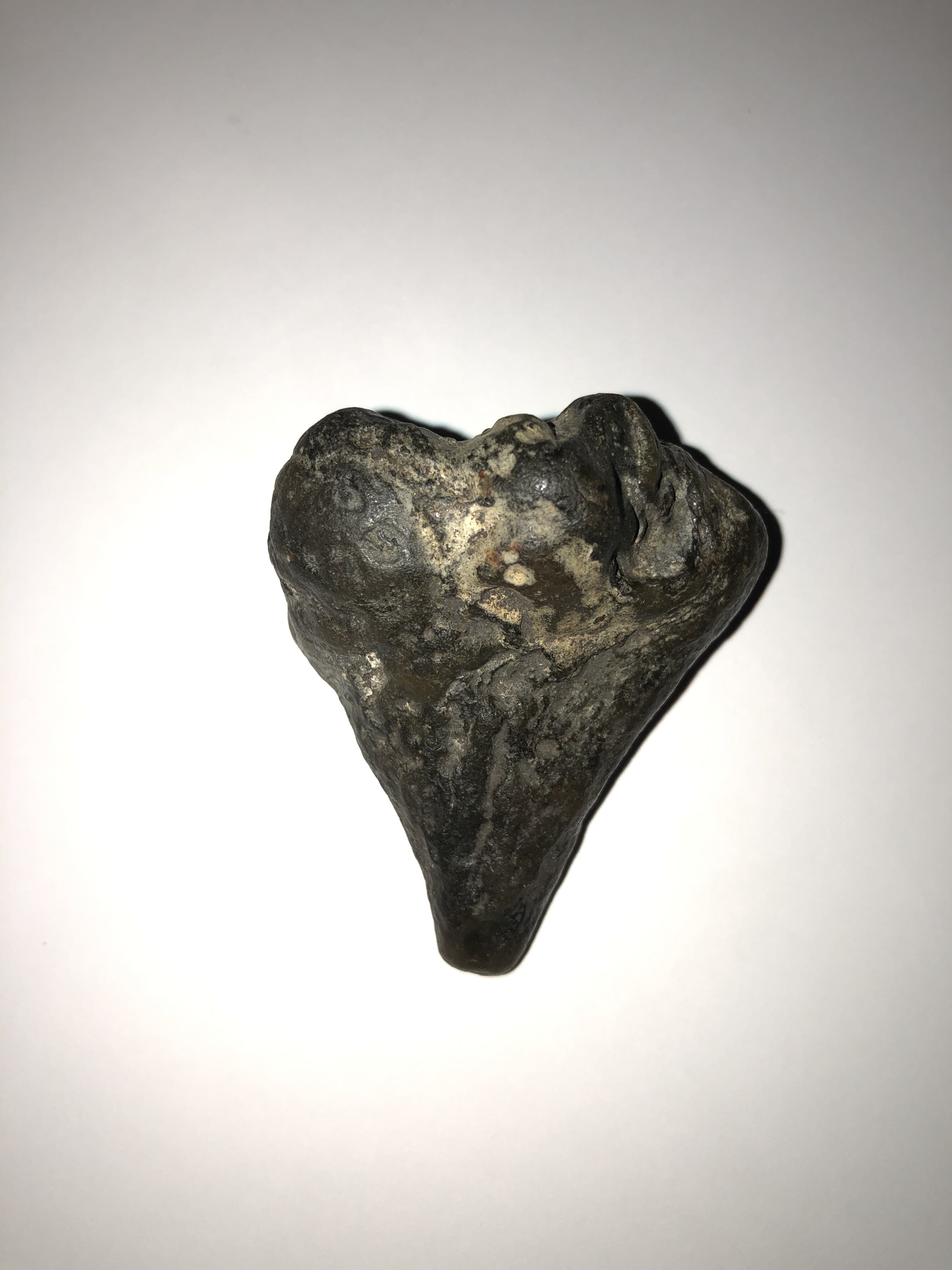 Fossilised tooth? - Fossil ID - The Fossil Forum