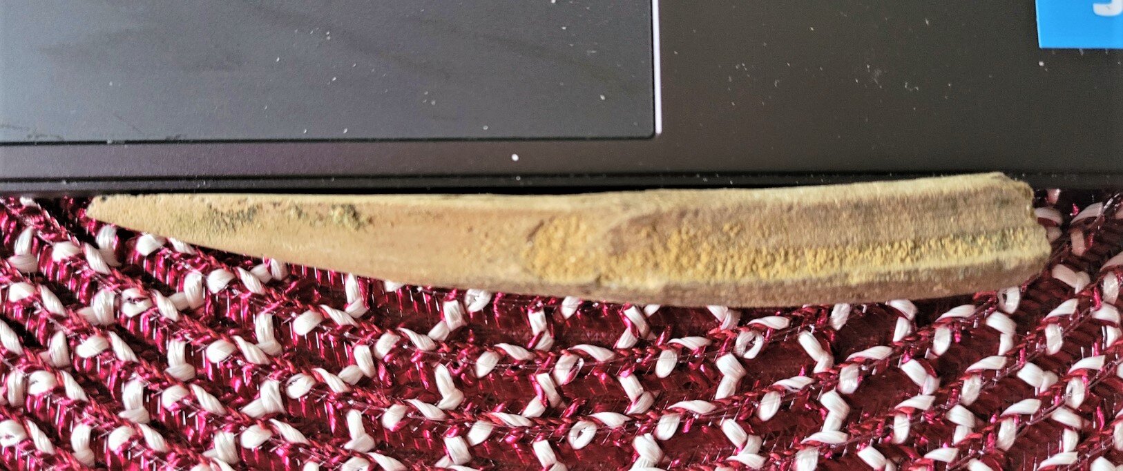 Middle eocene Sawfish rostrum? Found in Dammam formation, midra shale ...