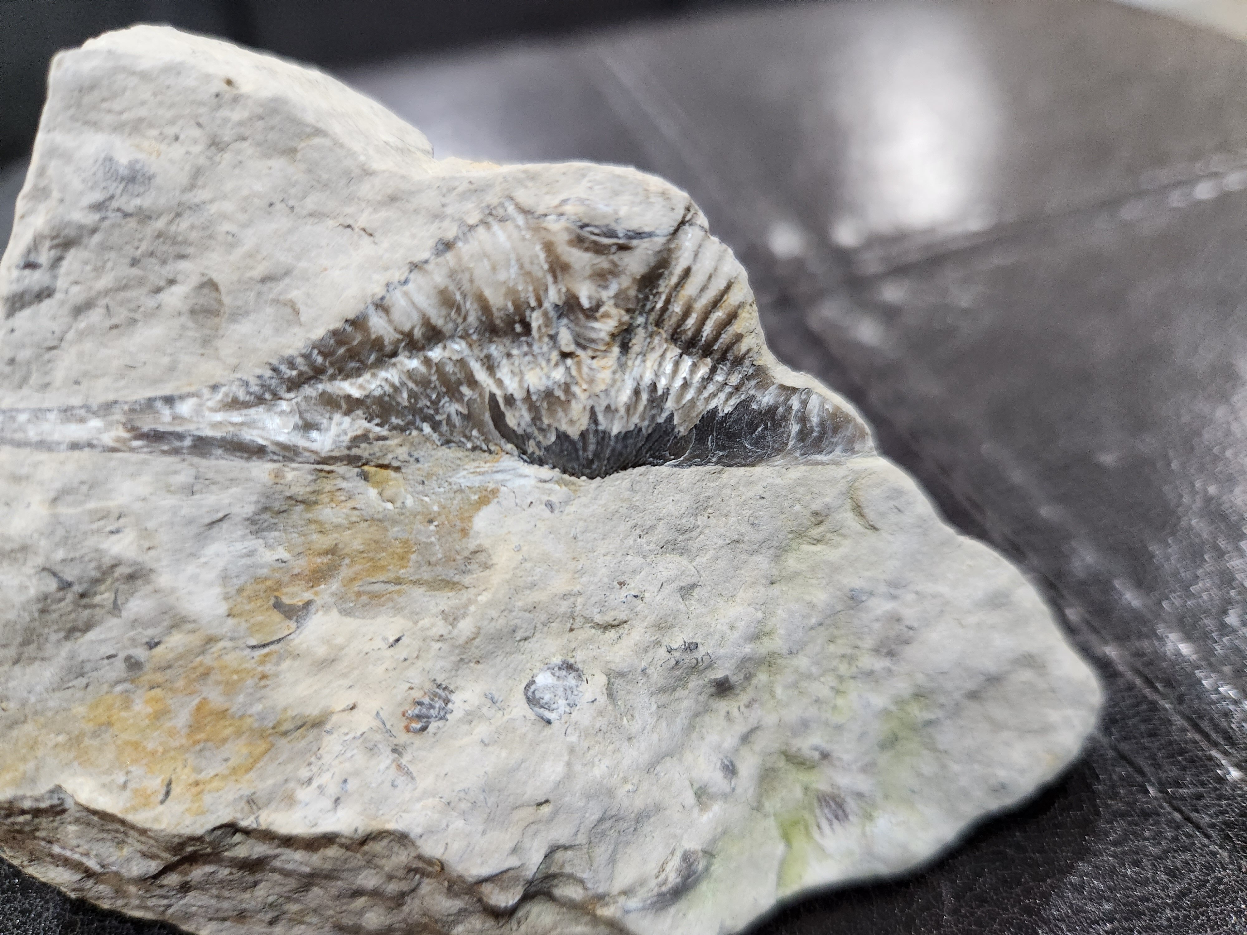 Fossil from the Northeastern side of Lake Michigan - Fossil ID - The ...