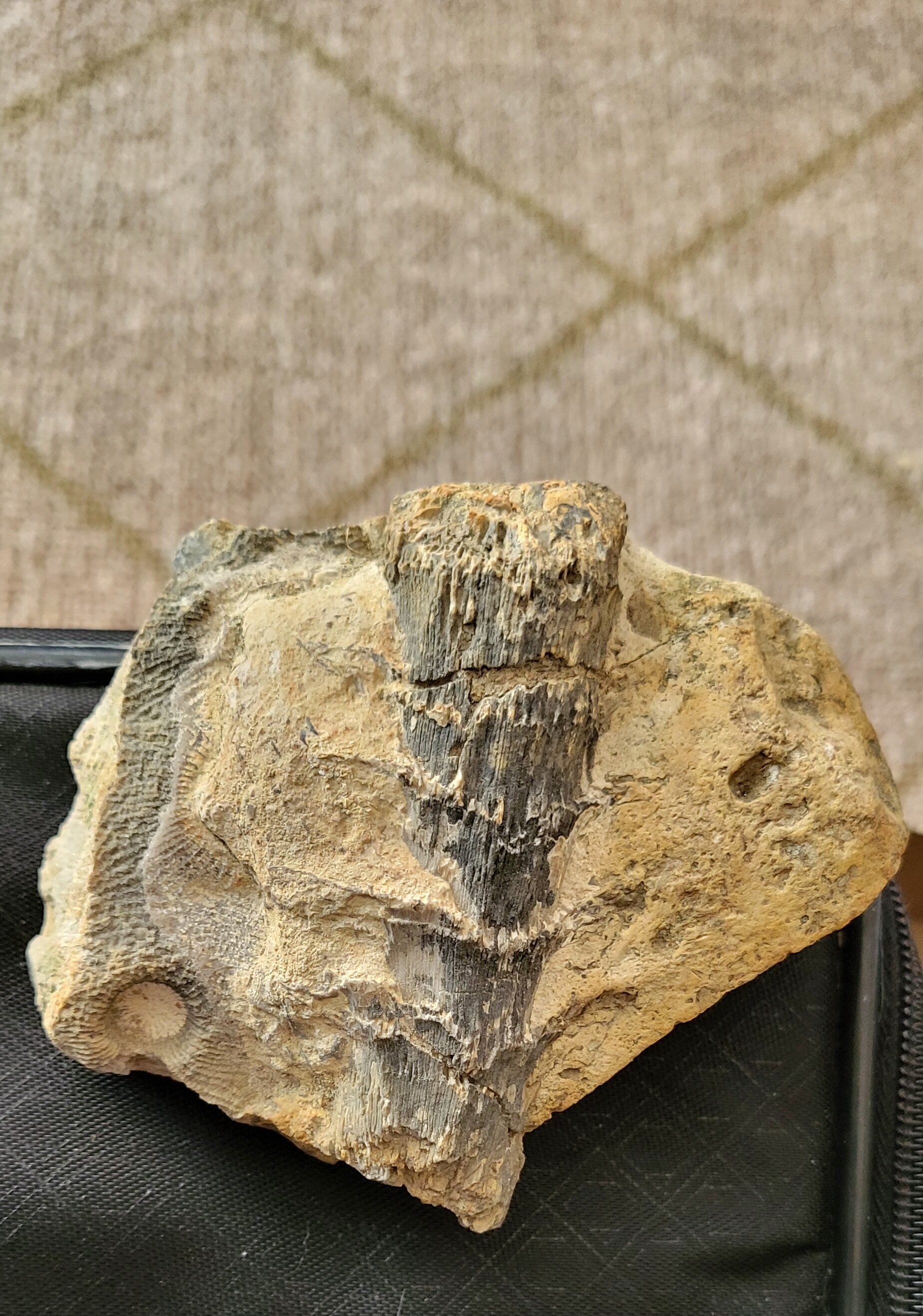 Fossil ID help - Fossil ID - The Fossil Forum