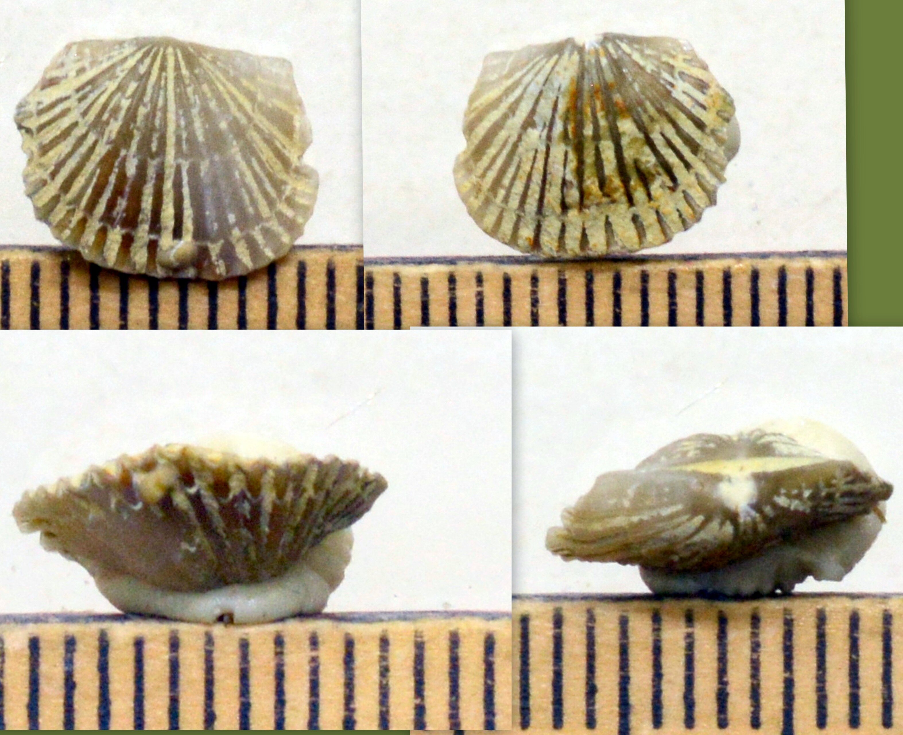 Haragan Formation Brachiopod Unknowns - Fossil ID - The Fossil Forum