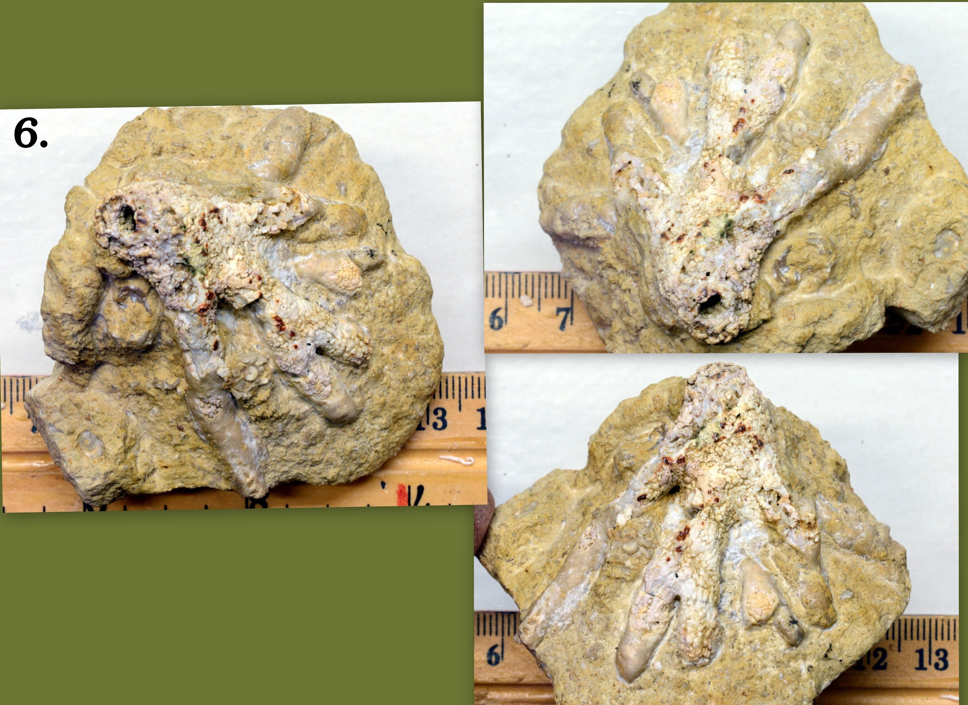 Oklahoma 3, Back to the Arbuckle Area - Fossil Hunting Trips - The ...
