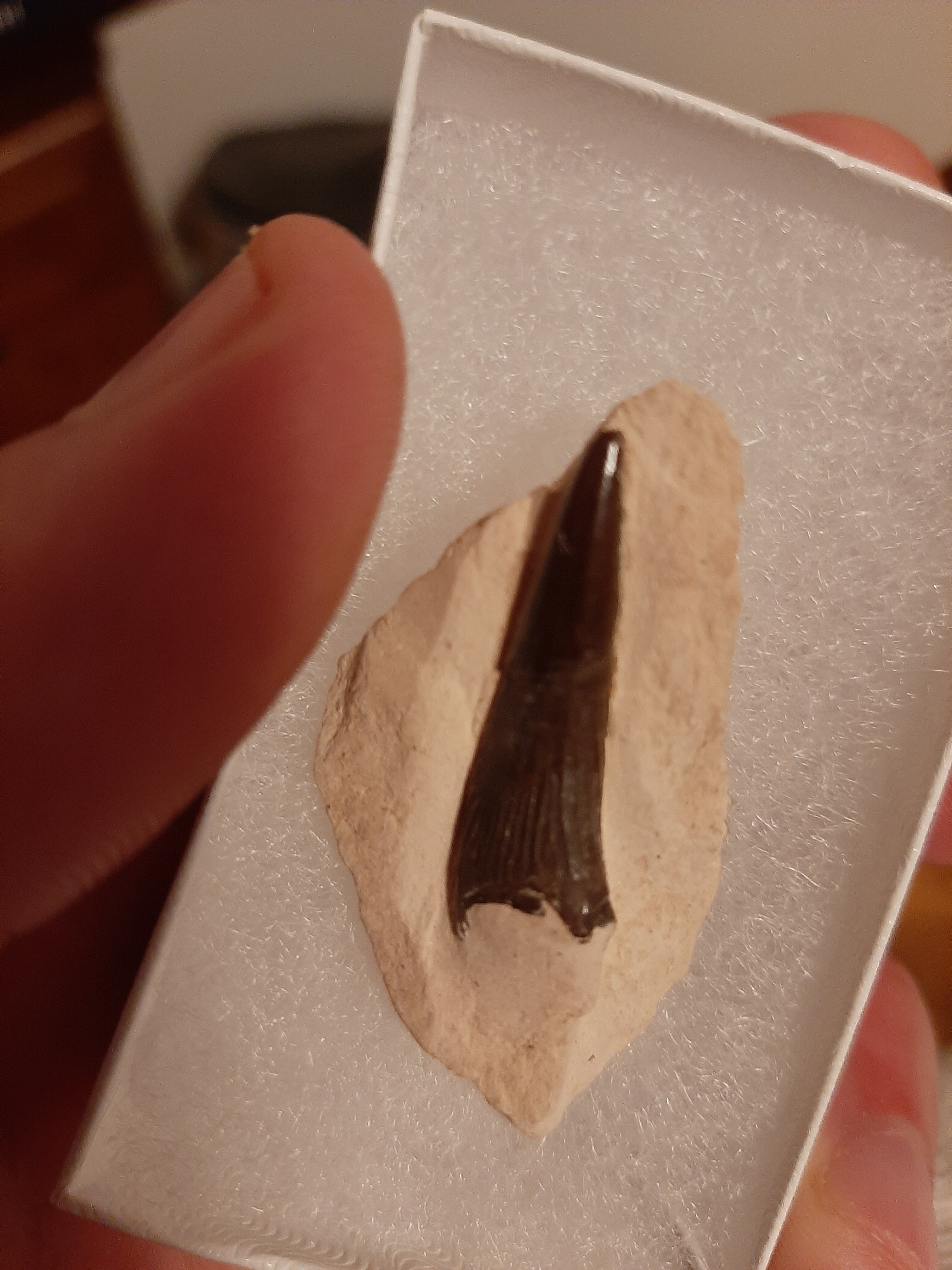 Pliosaur or Polycotylidae plesiosaur tooth? - Fossil ID - The Fossil Forum