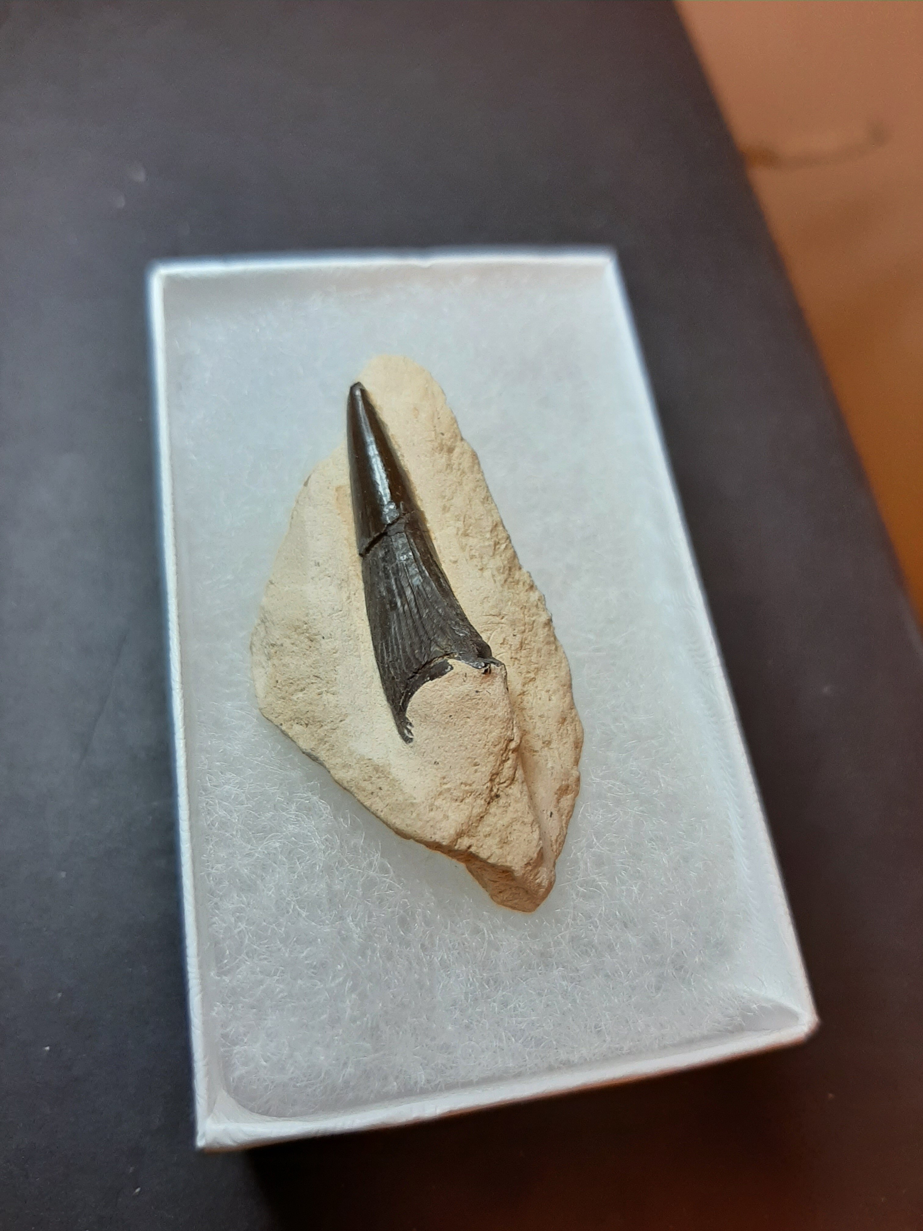 Pliosaur or Polycotylidae plesiosaur tooth? - Fossil ID - The Fossil Forum