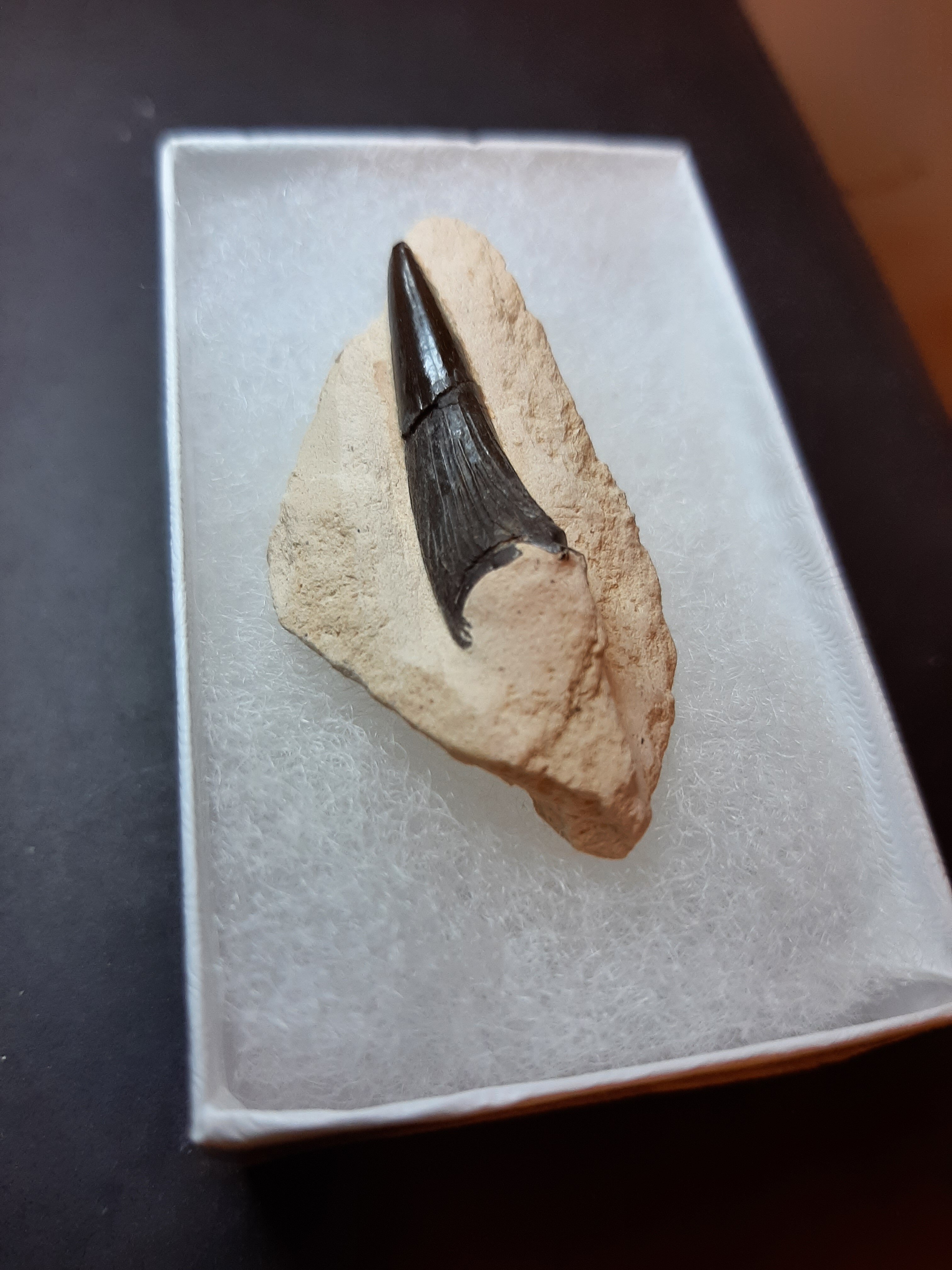 Pliosaur or Polycotylidae plesiosaur tooth? - Fossil ID - The Fossil Forum