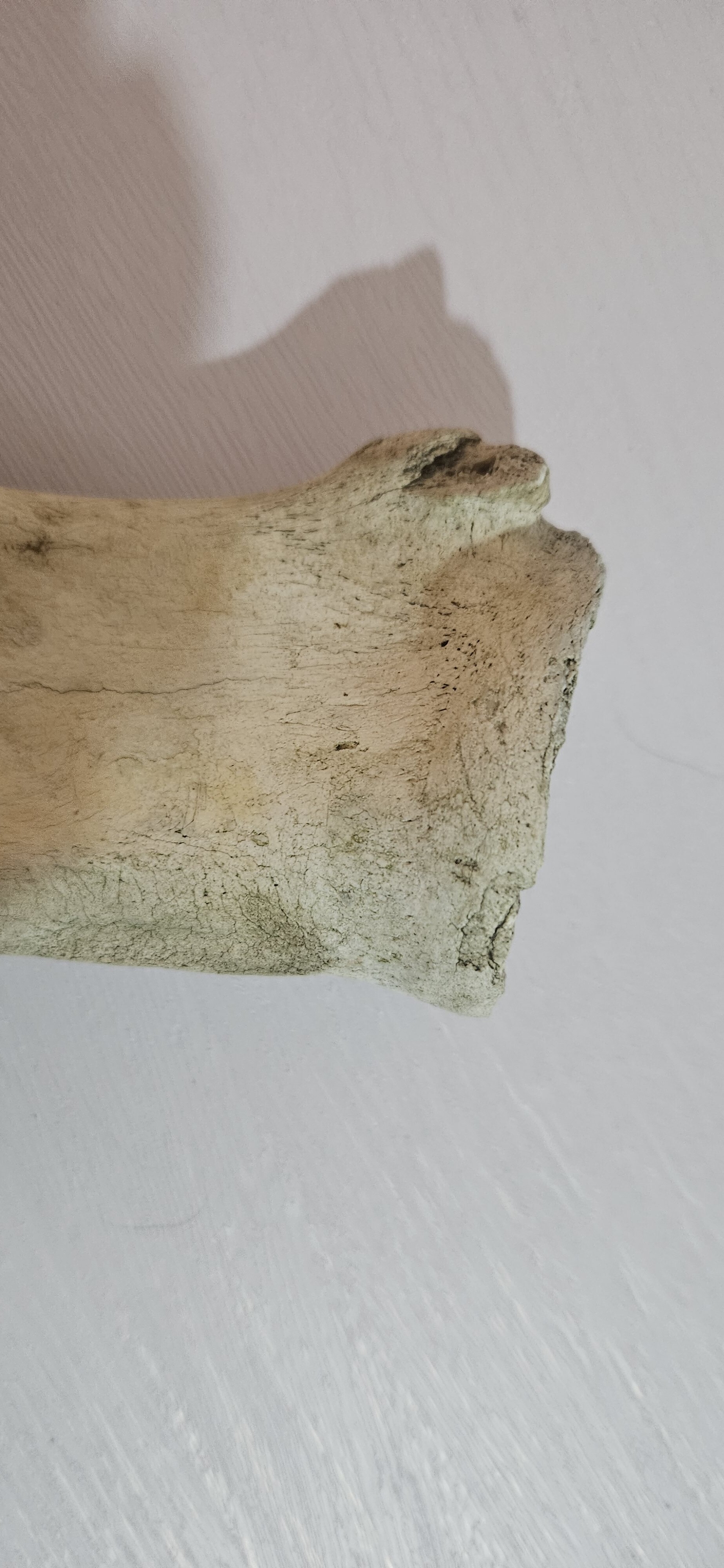 Mystery bone - Fossil ID - The Fossil Forum