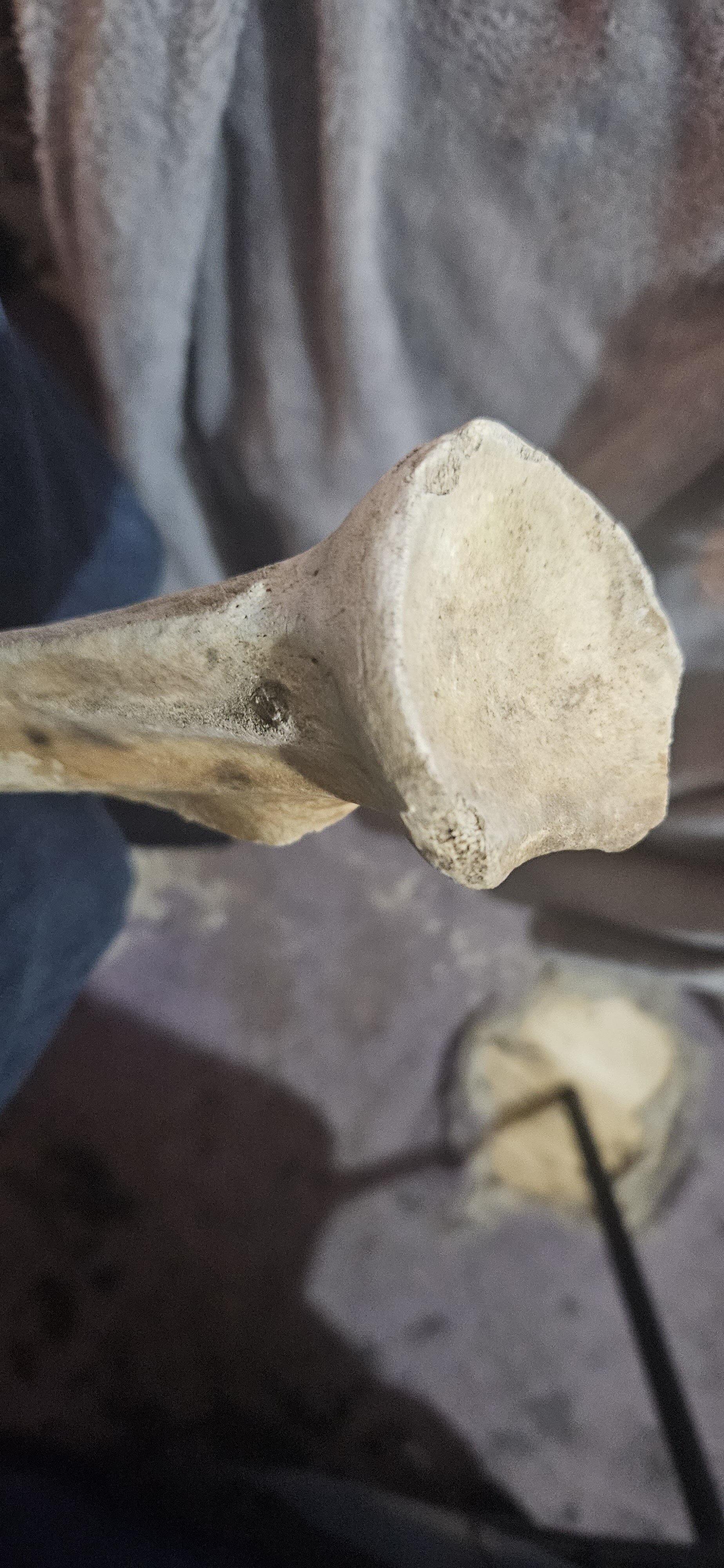 Mystery bone - Fossil ID - The Fossil Forum