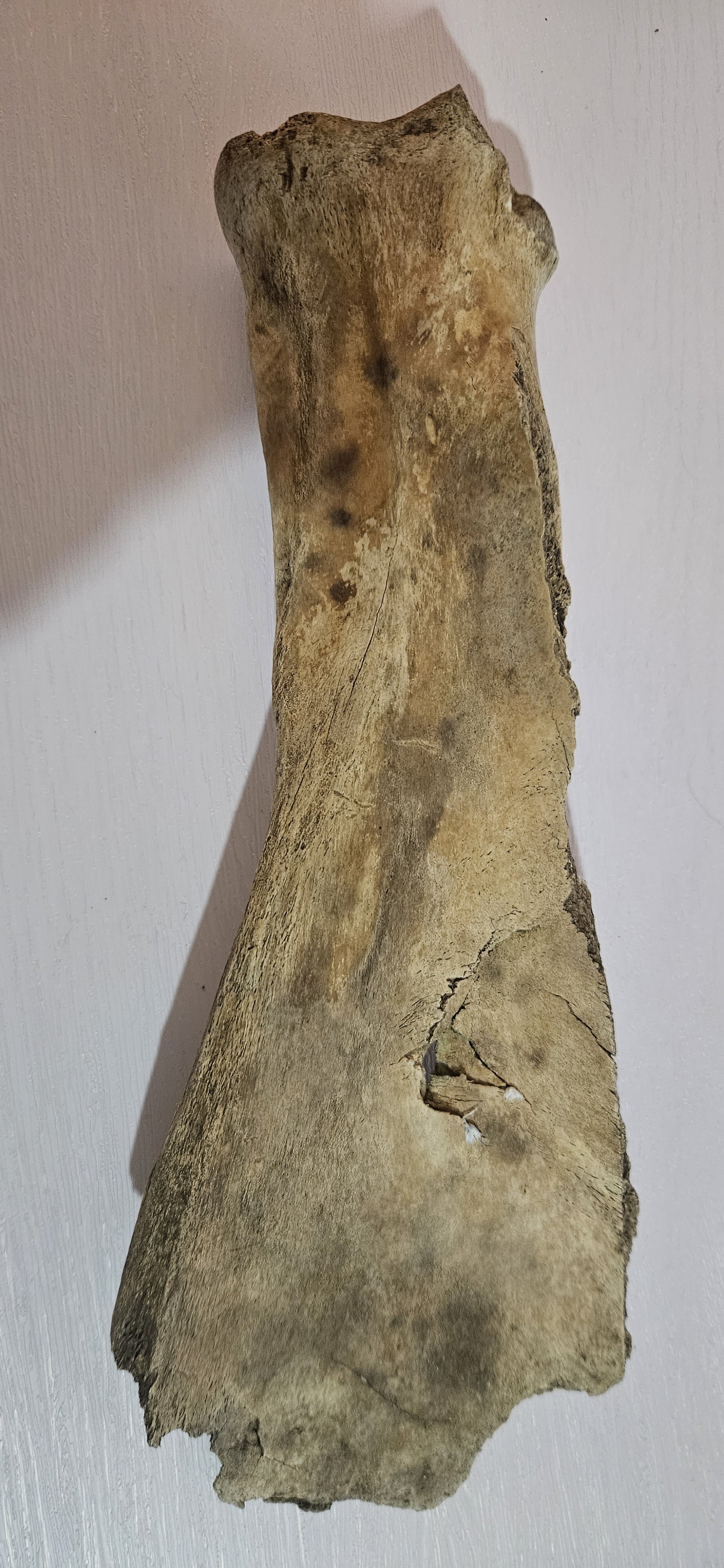 Mystery bone - Fossil ID - The Fossil Forum