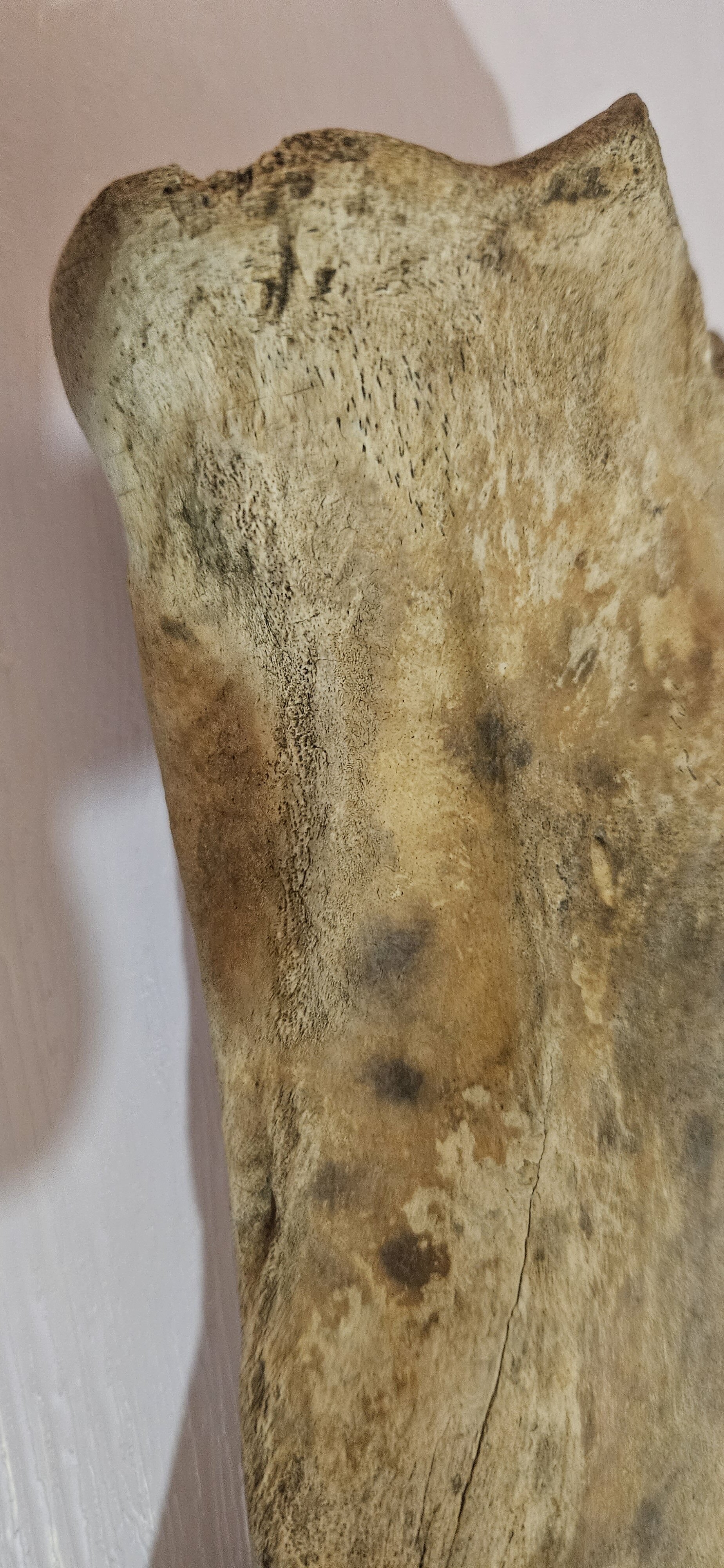 Mystery bone - Fossil ID - The Fossil Forum