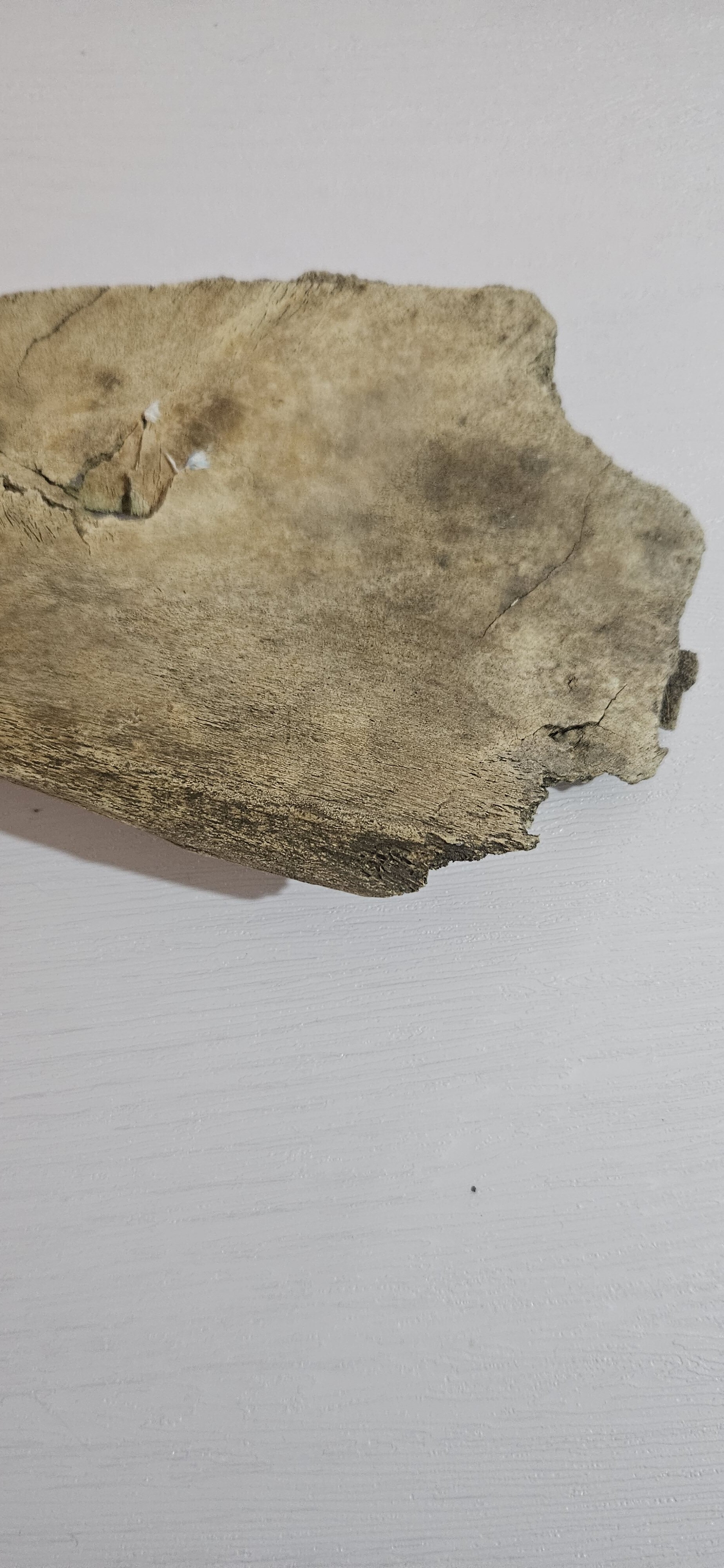 Mystery bone - Fossil ID - The Fossil Forum