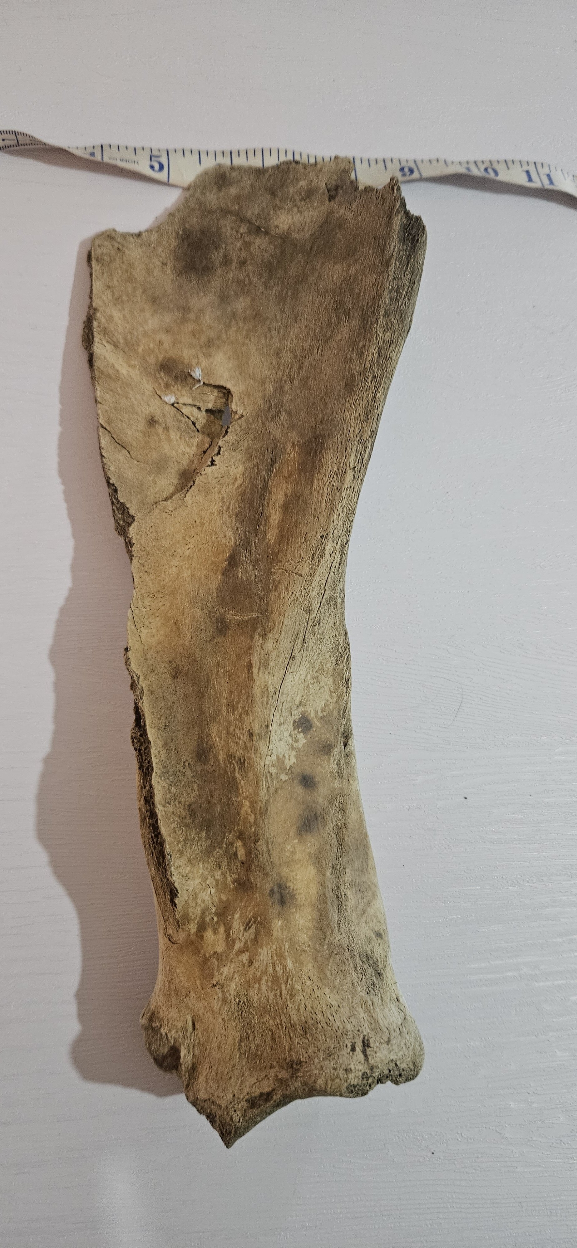 Mystery bone - Fossil ID - The Fossil Forum