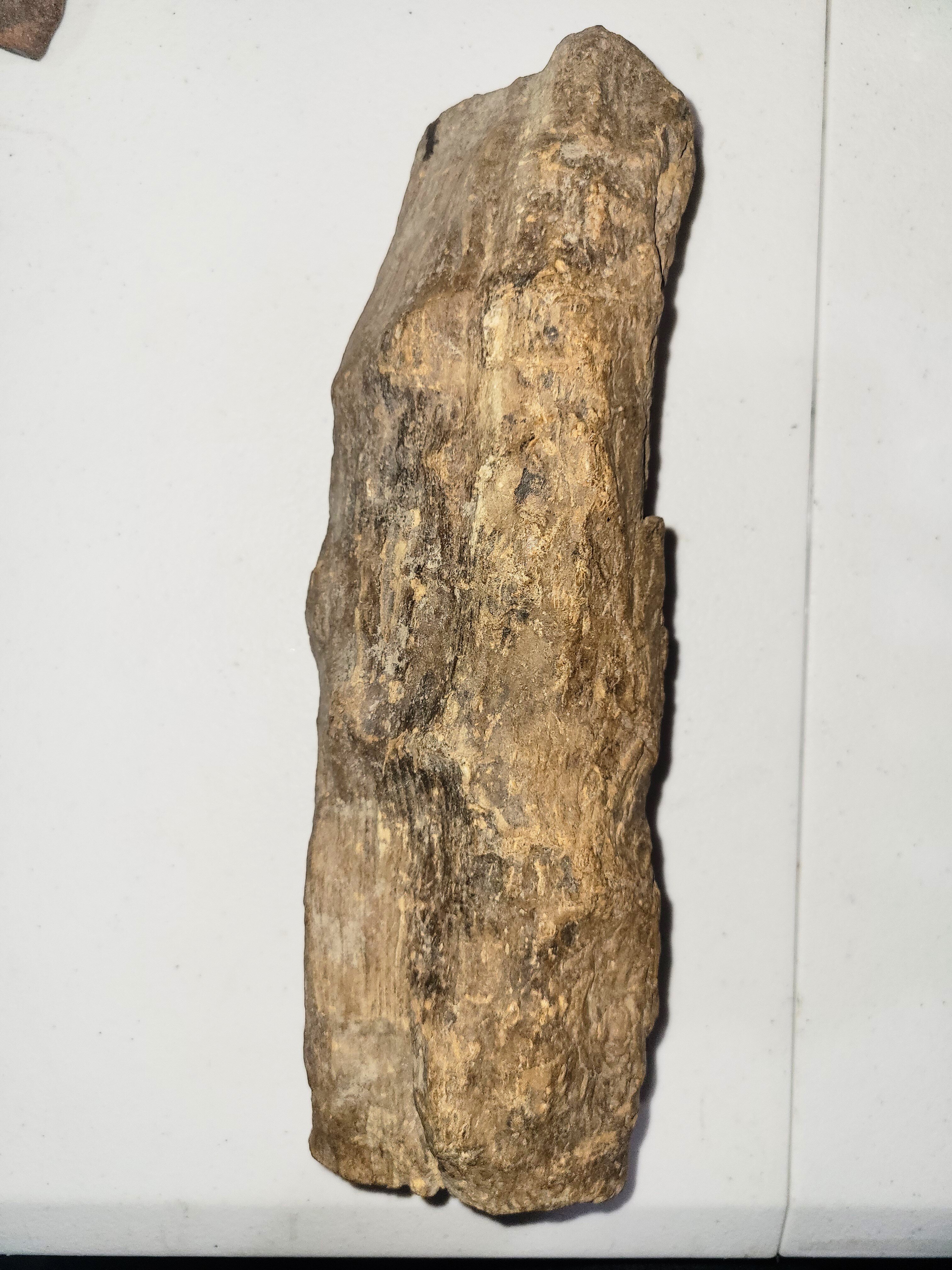 Calamites? - Fossil ID - The Fossil Forum