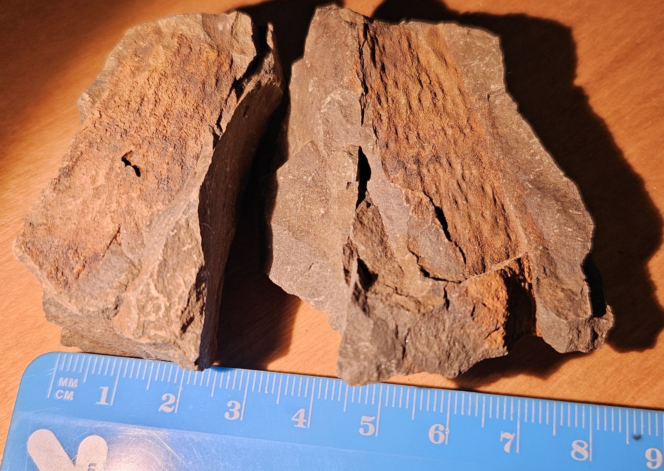 Mystery Devonian Mahantango Find - Fossil ID - The Fossil Forum