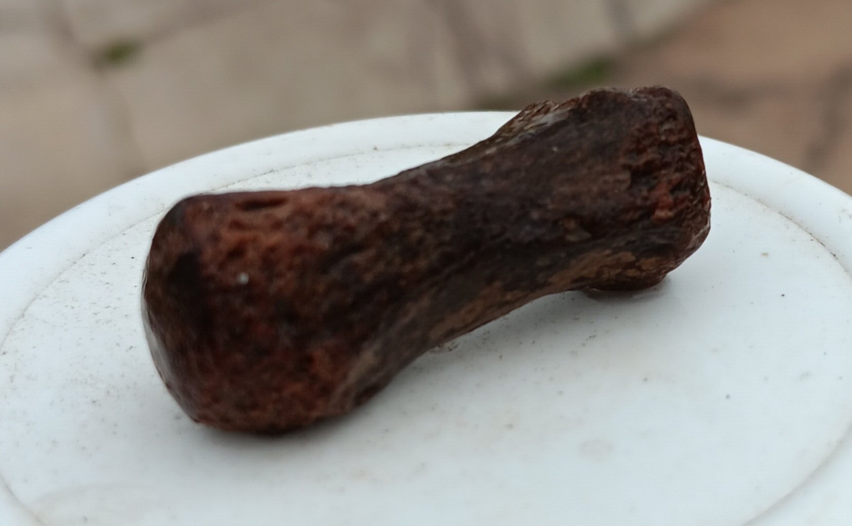 SE Texas - Tail bone? - Fossil ID - The Fossil Forum