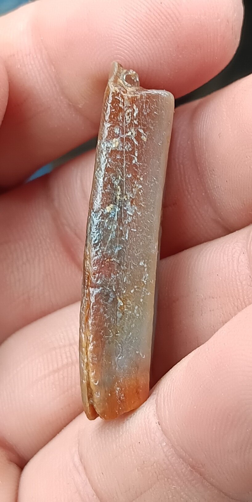 SE Texas - Small tooth - Fossil ID - The Fossil Forum