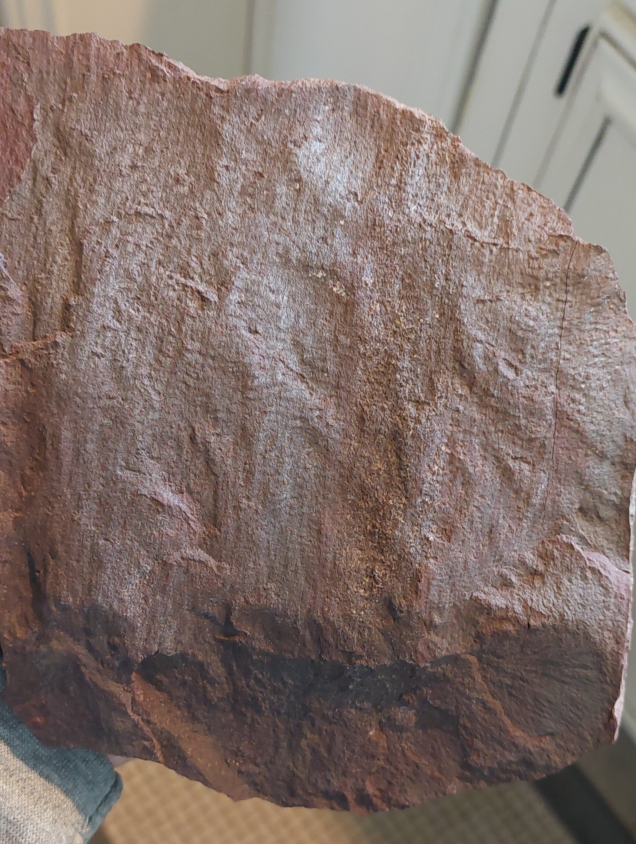 Fossil finds, Newbie. I.D. Help appreciated 😊 - Fossil ID - The Fossil ...