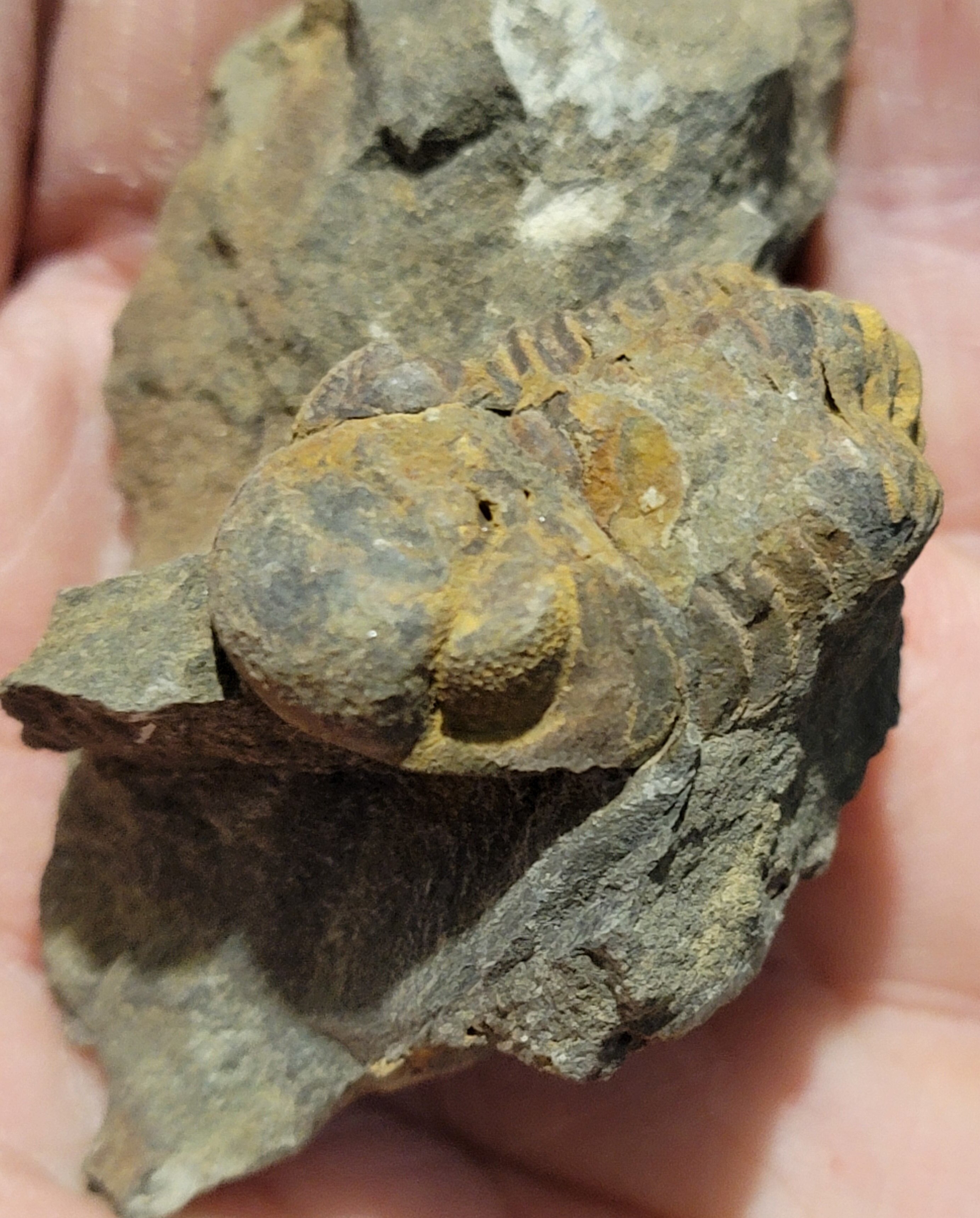 What is the VERY LAST fossil you have collected? - Questions & Answers ...