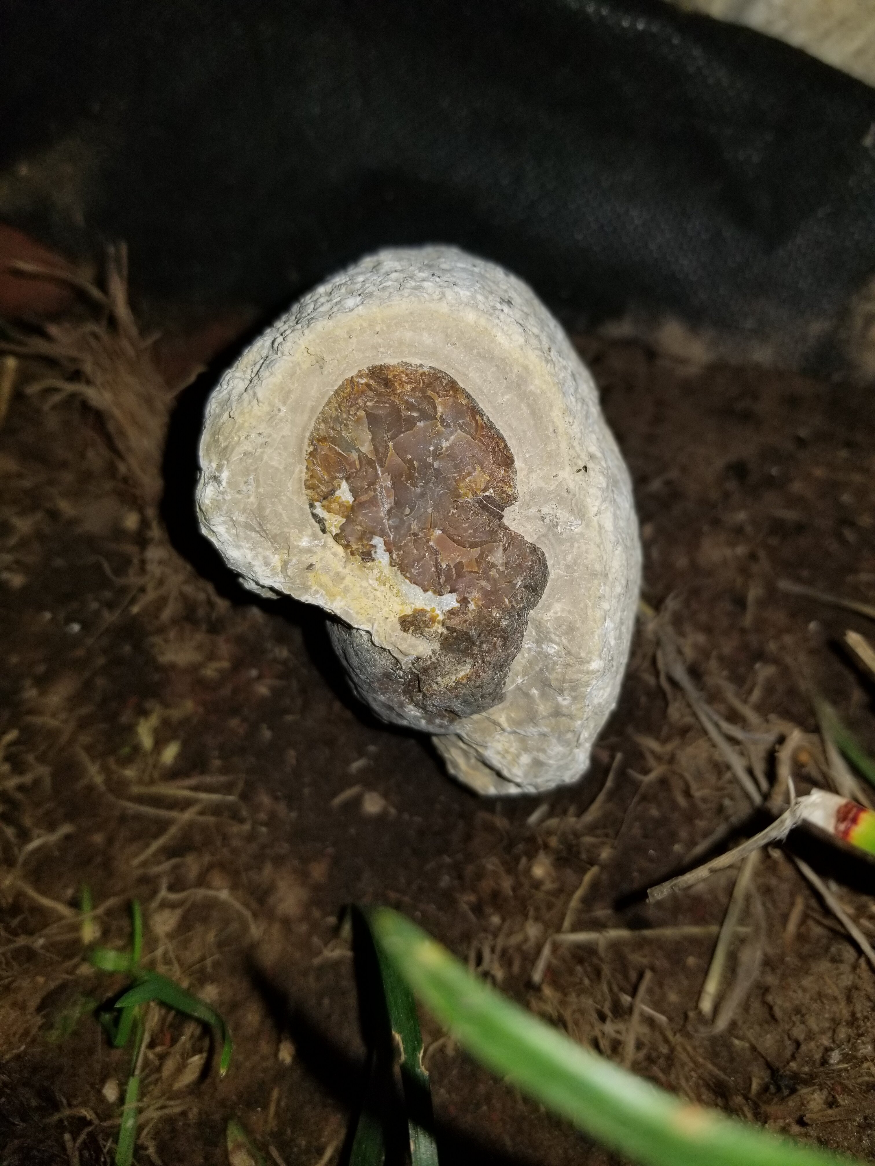 Dino fetus - Fossil ID - The Fossil Forum