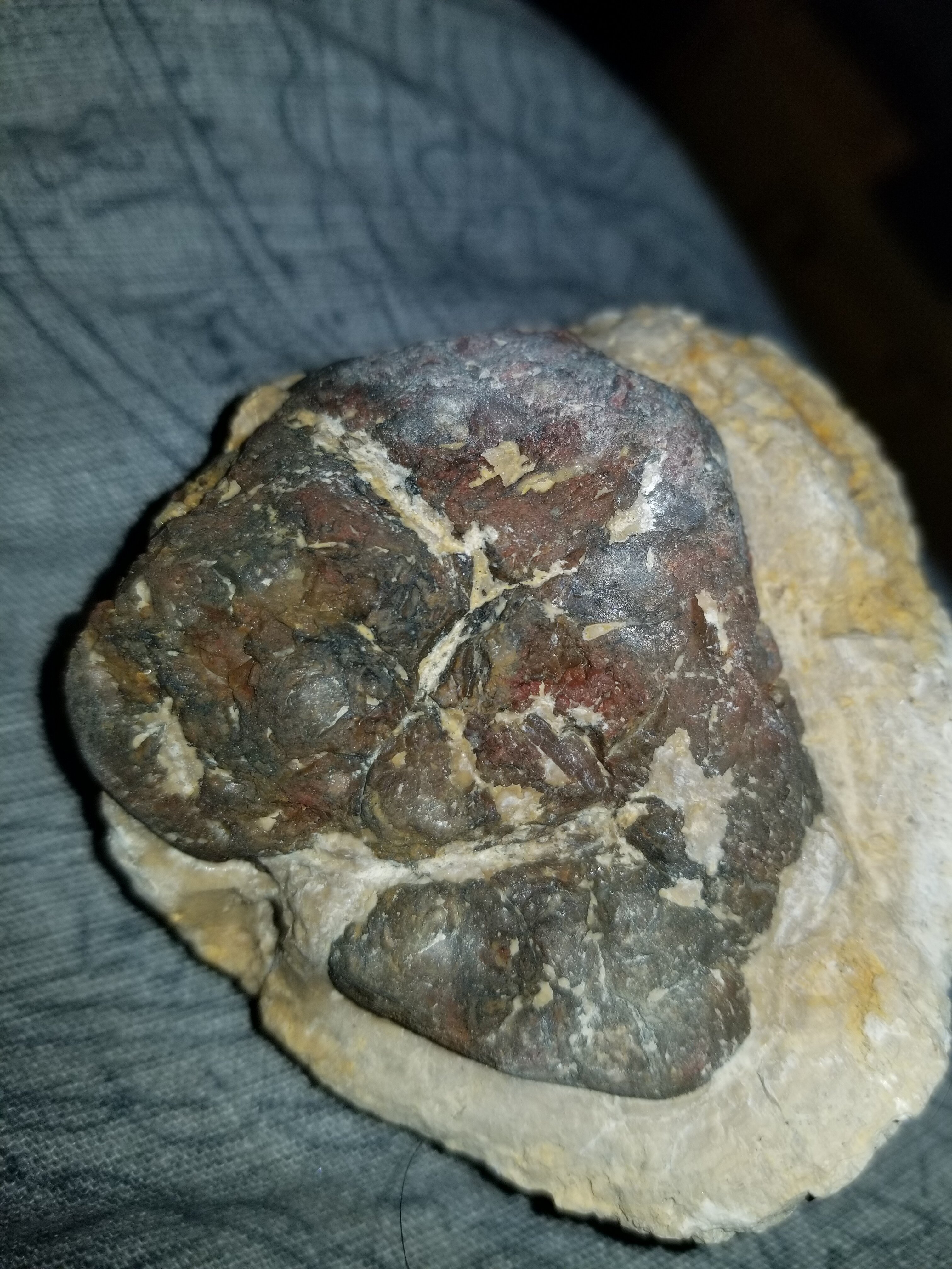 Dino fetus - Fossil ID - The Fossil Forum