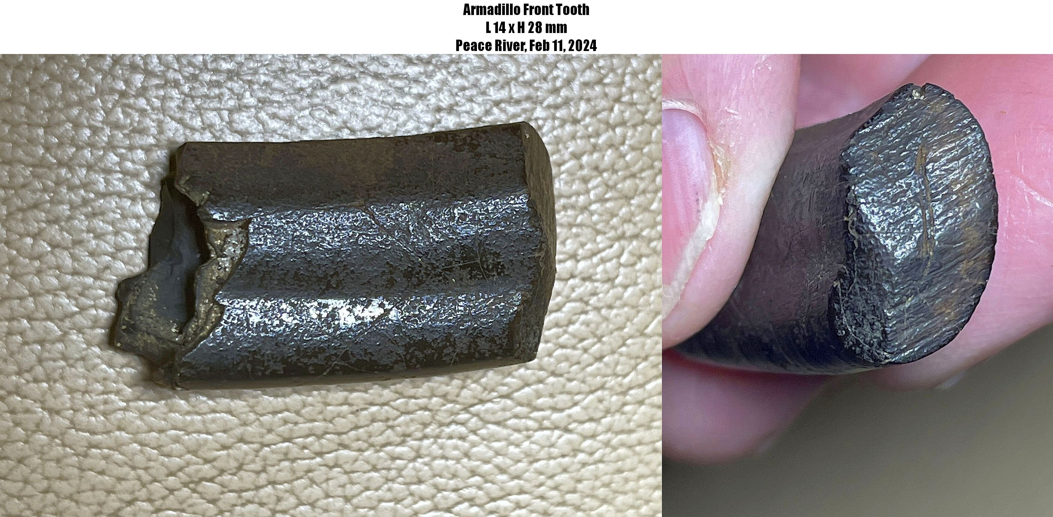Peace River, 2/11/24 - Fossil Hunting Trips - The Fossil Forum