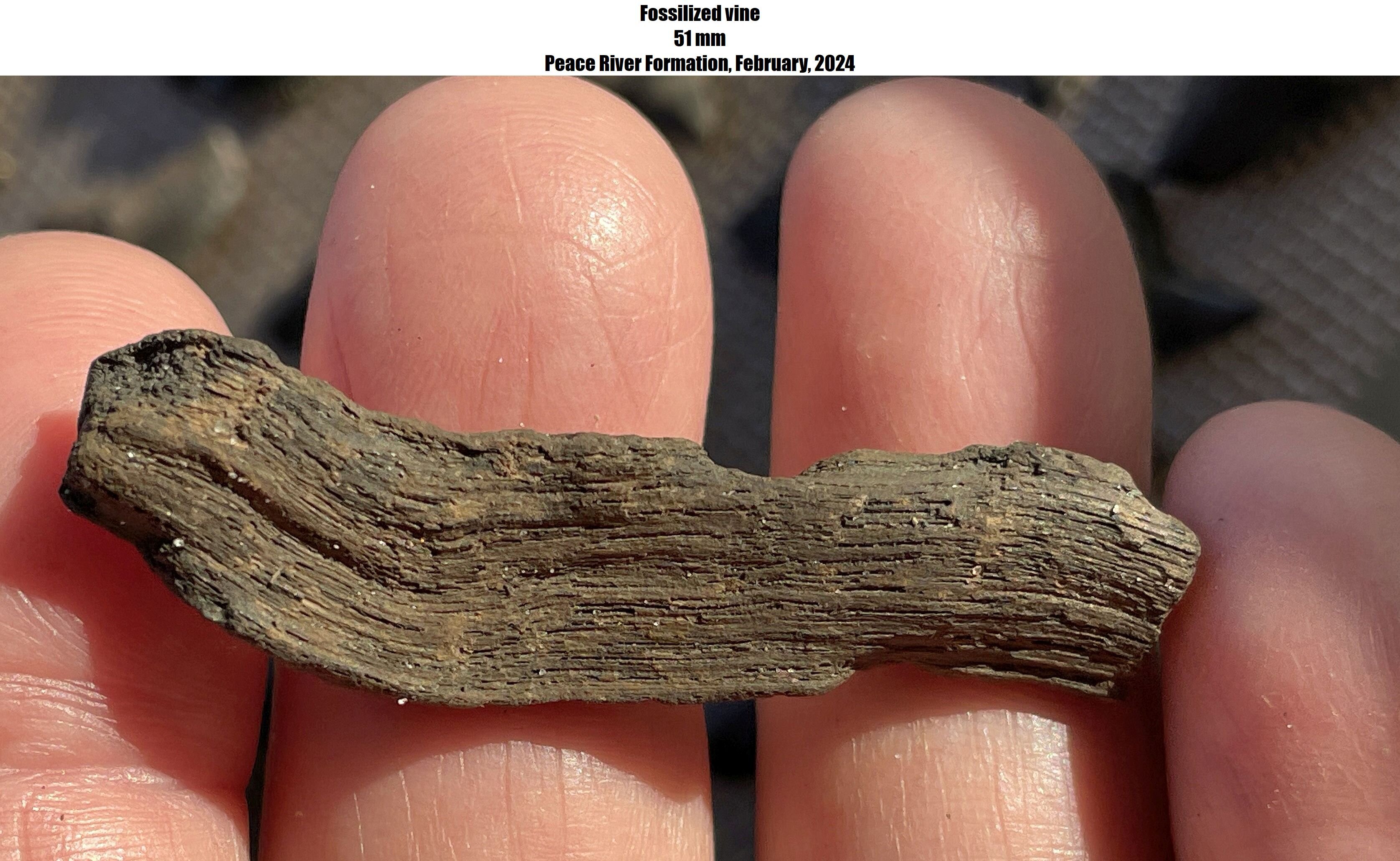 Back to hunting - Fossil Hunting Trips - The Fossil Forum