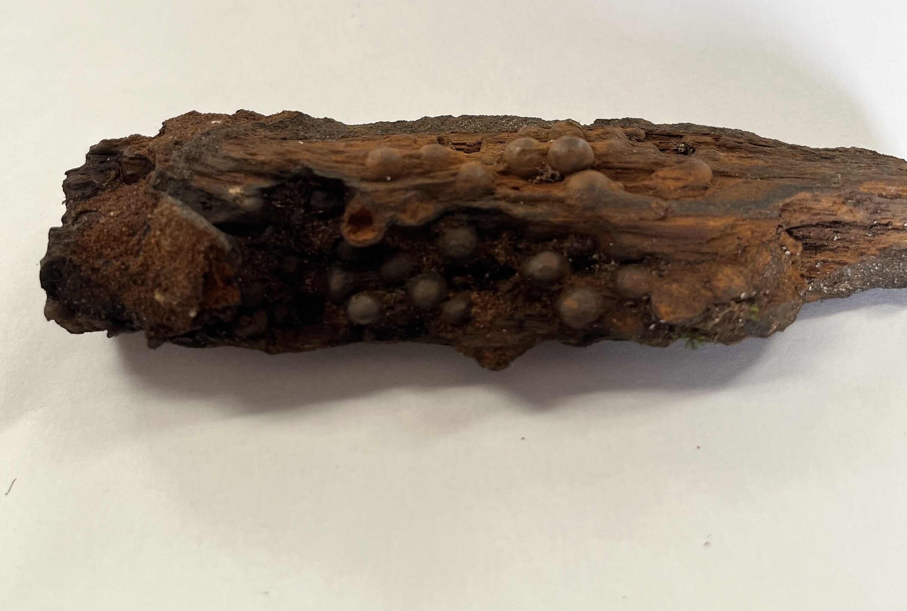 Fossilized Balls ID - Fossil ID - The Fossil Forum