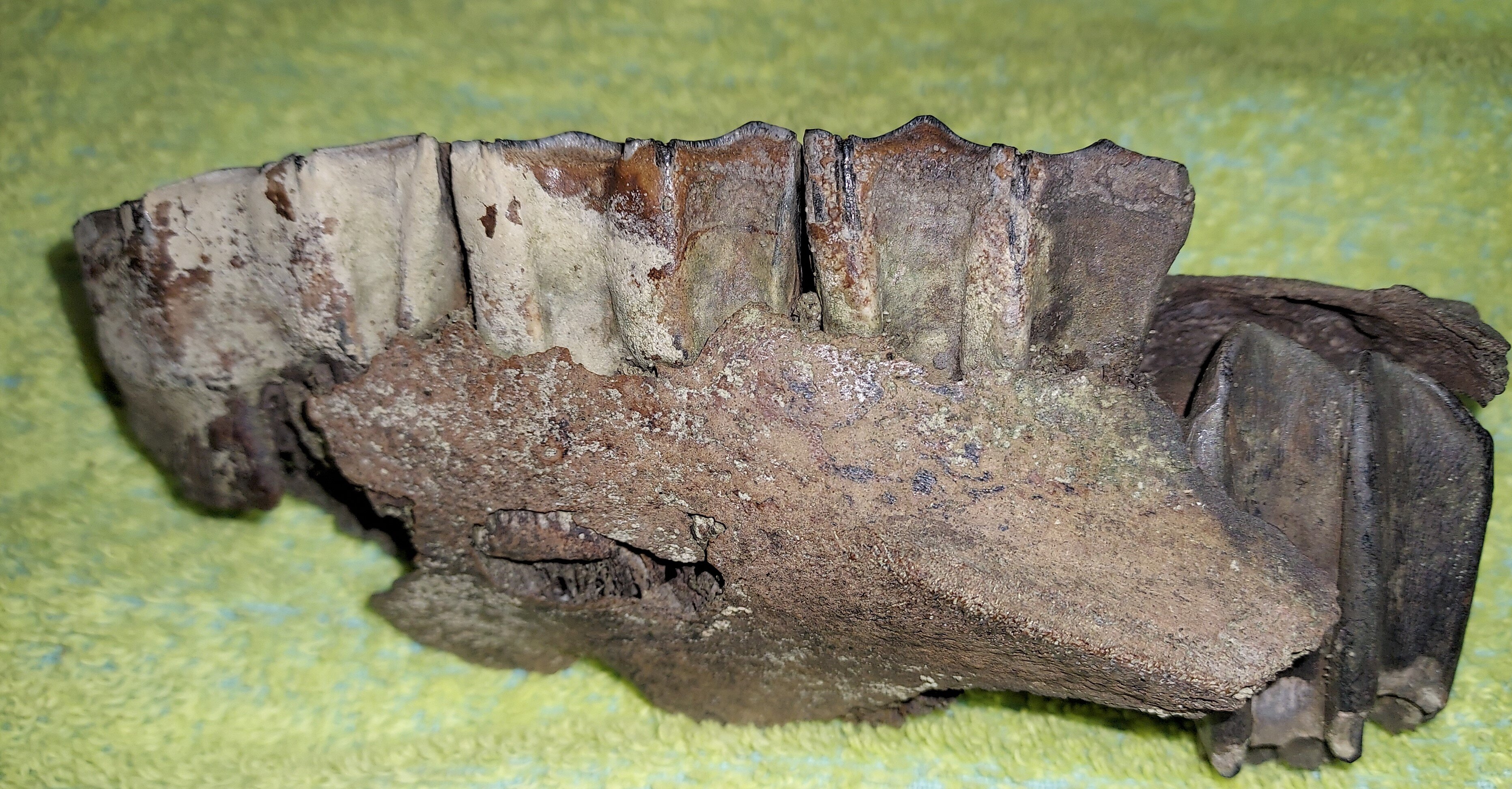Equus Upper Jaw Teeth? - Fossil ID - The Fossil Forum
