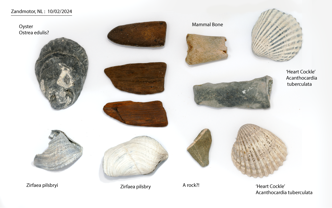Bone, Tusk or just Dust? Zandmotor Newbie finds... - Fossil ID - The ...