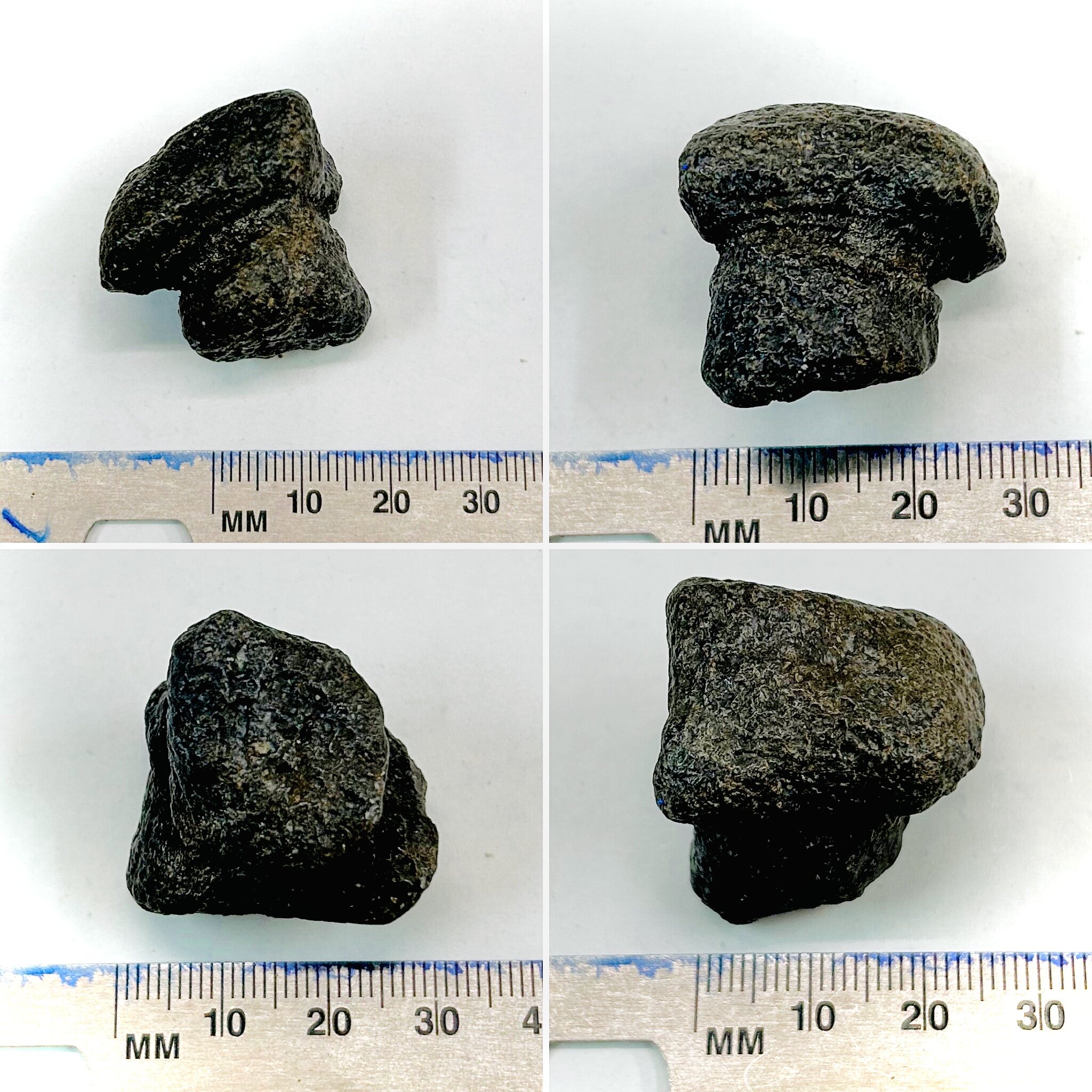 Peace River tooth? - Fossil ID - The Fossil Forum