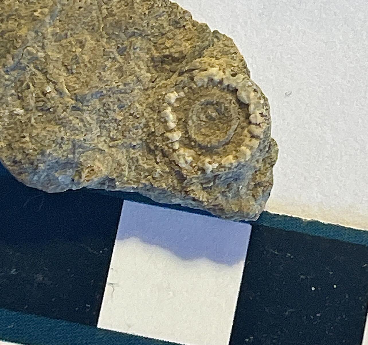 Magnification and photos for sharing online - Collecting Gear - The ...