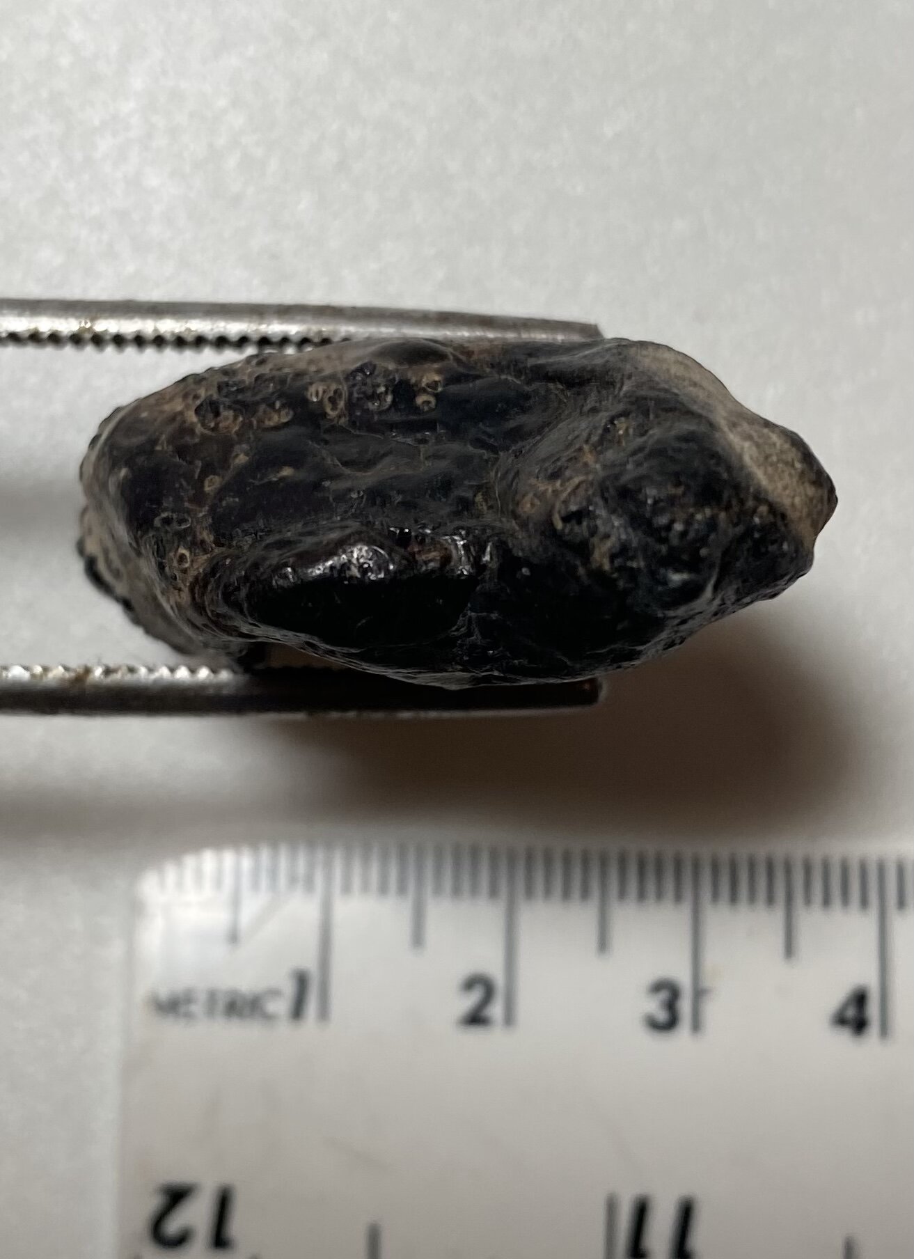Please help Identify this tooth found on beach - Fossil ID - The Fossil ...