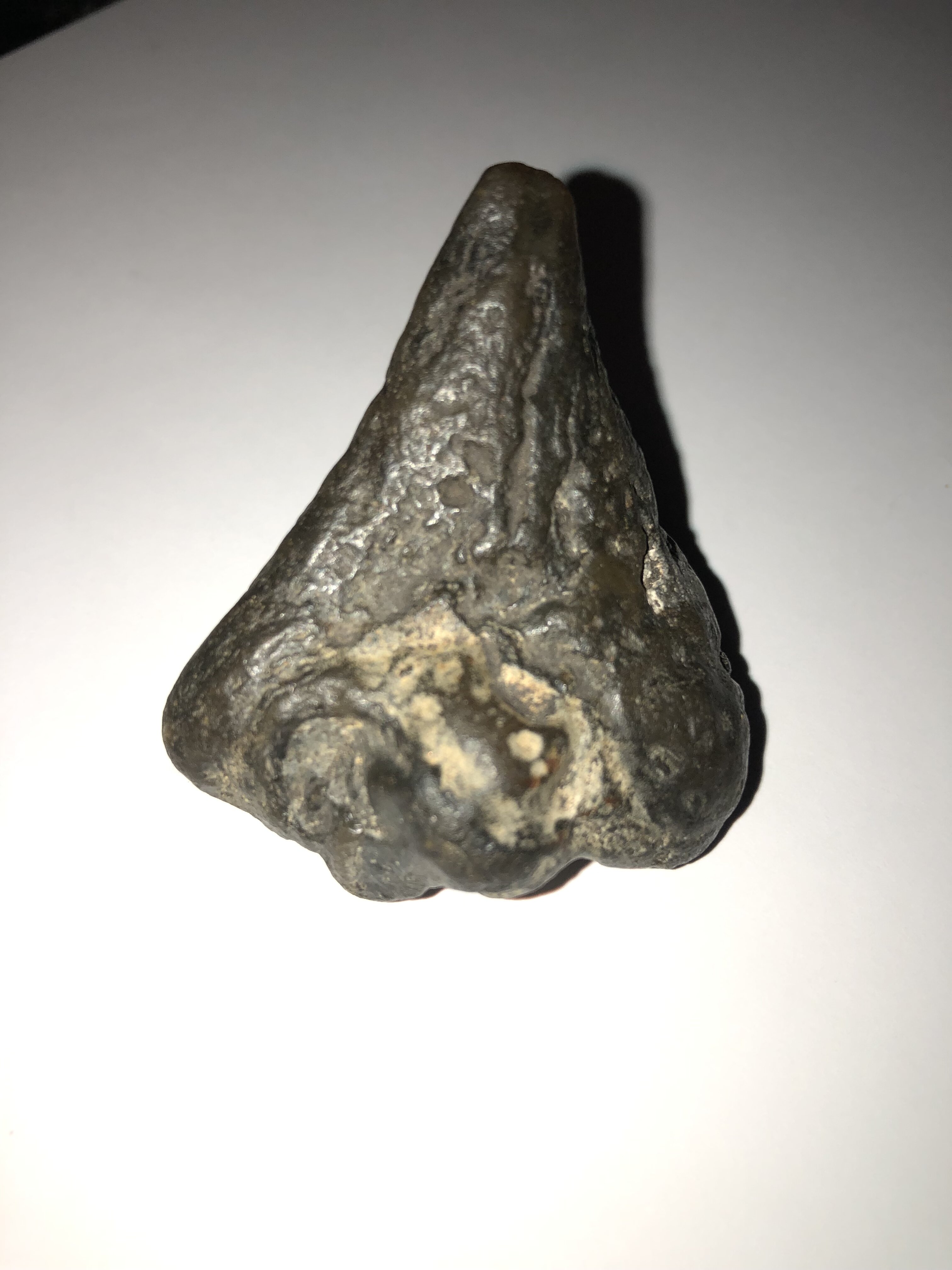 Fossilised tooth? - Fossil ID - The Fossil Forum