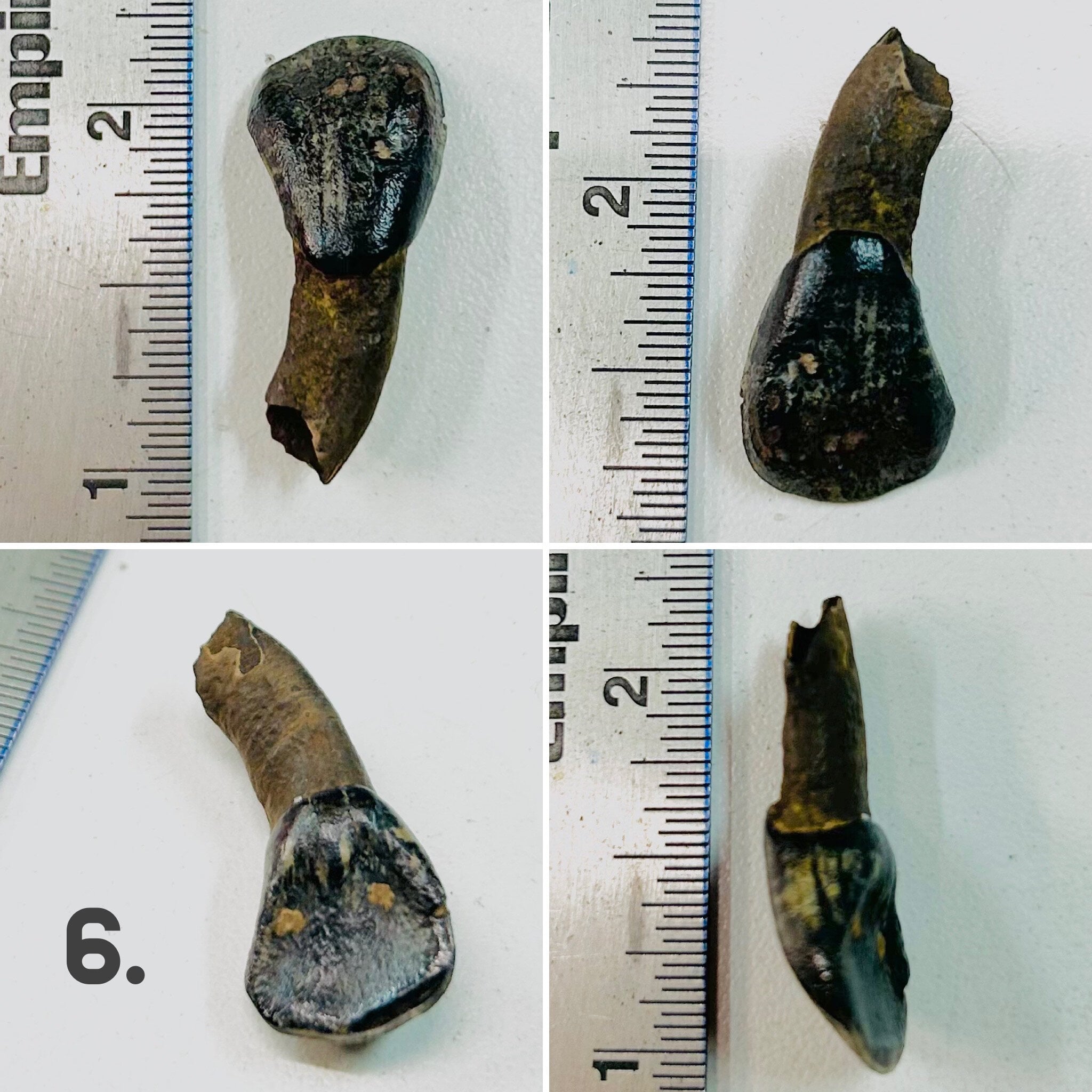 Mammal teeth ID - Fossil ID - The Fossil Forum