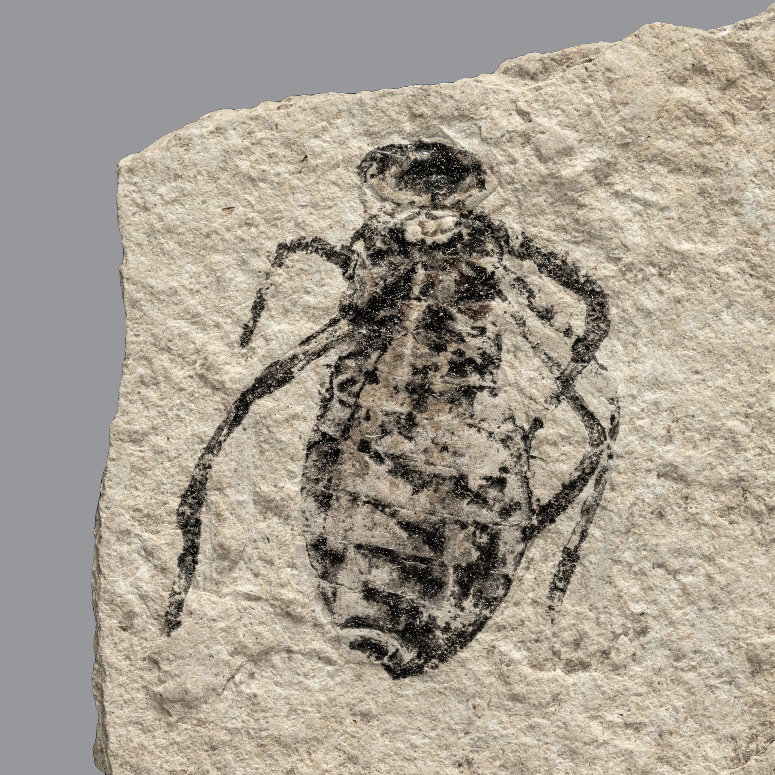 Libellula doris larva - Is It Real? How to Recognize Fossil ...
