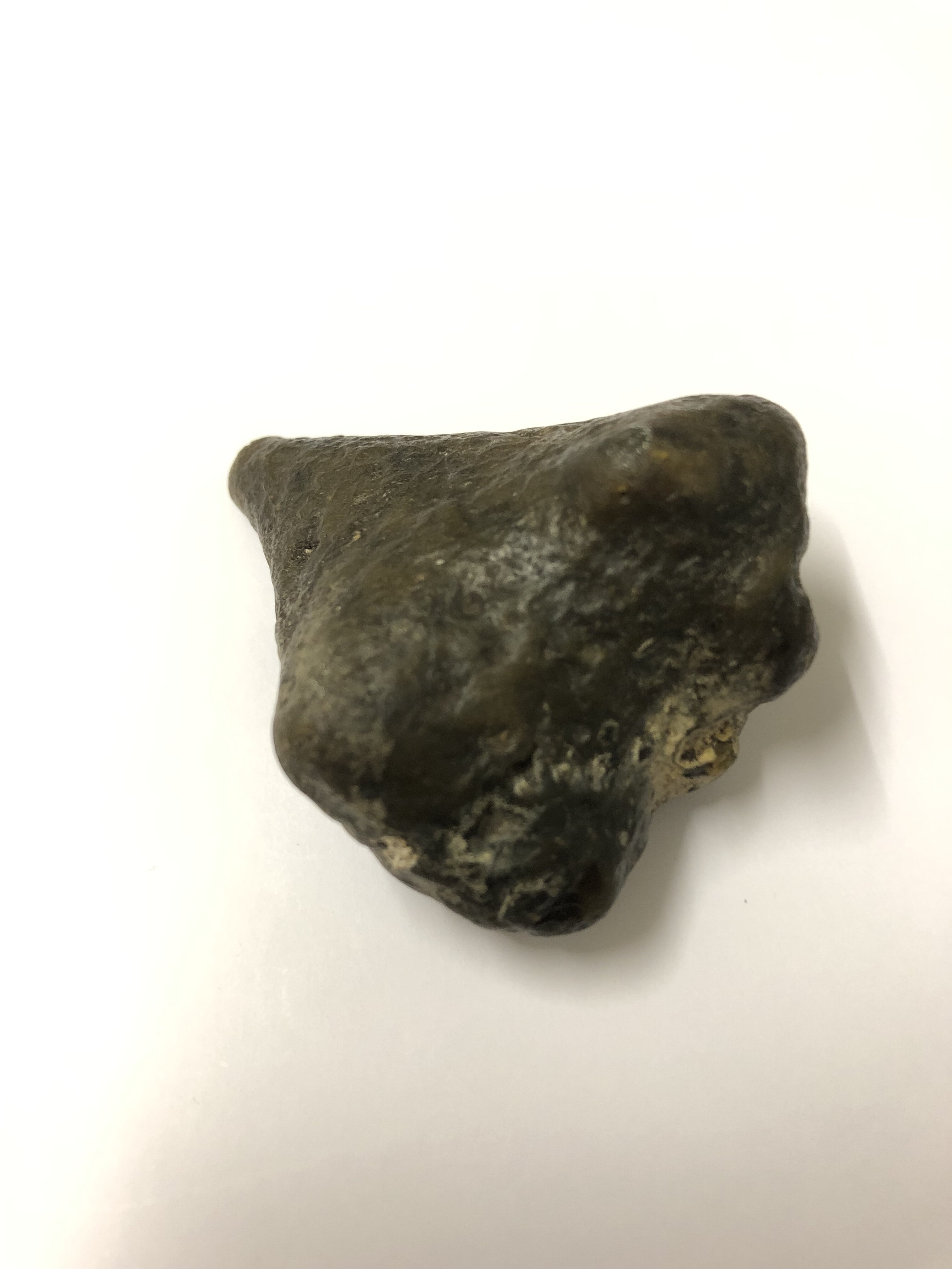 Fossilised tooth? - Fossil ID - The Fossil Forum