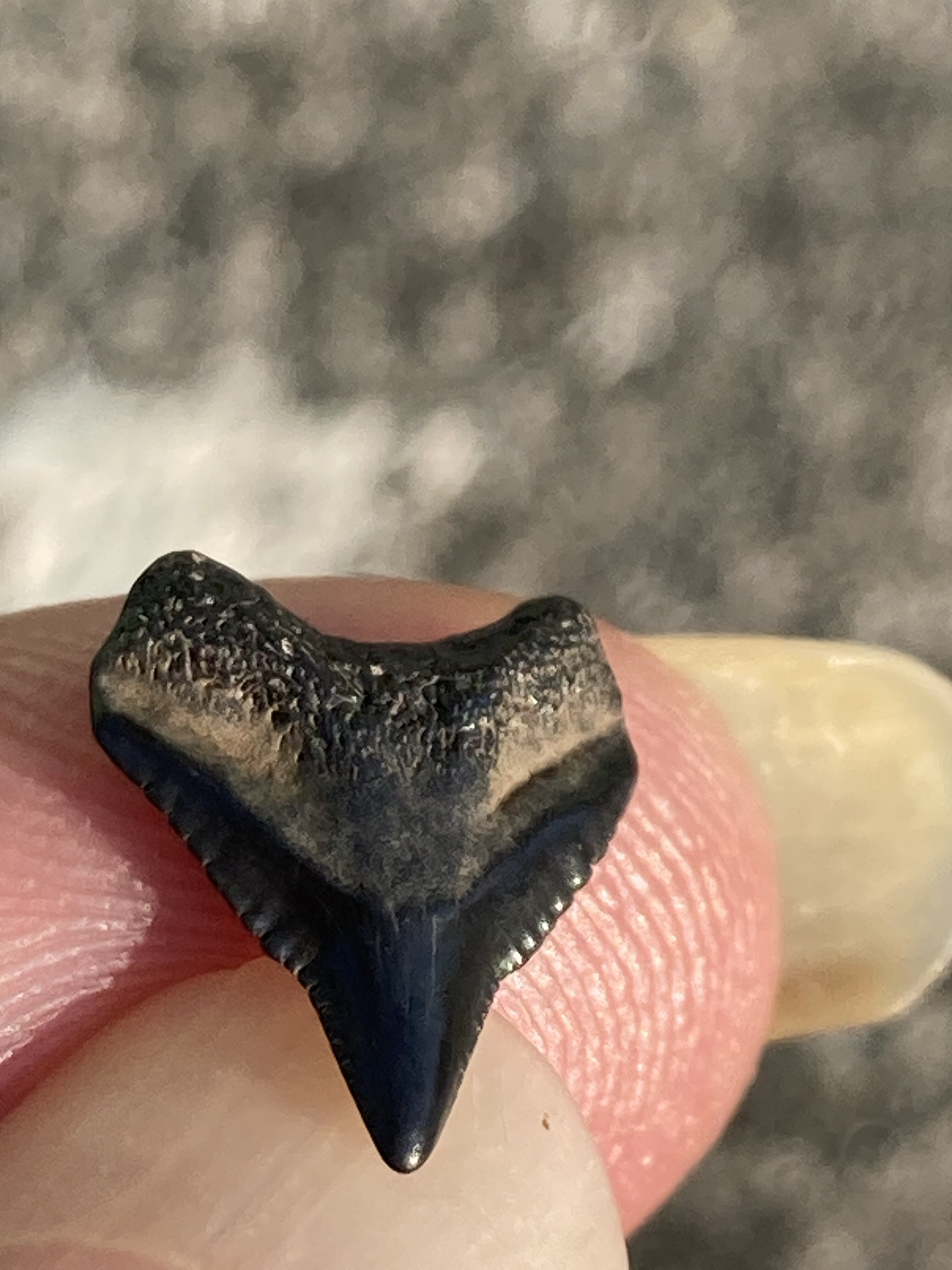 Symphyseal - Fossil ID - The Fossil Forum