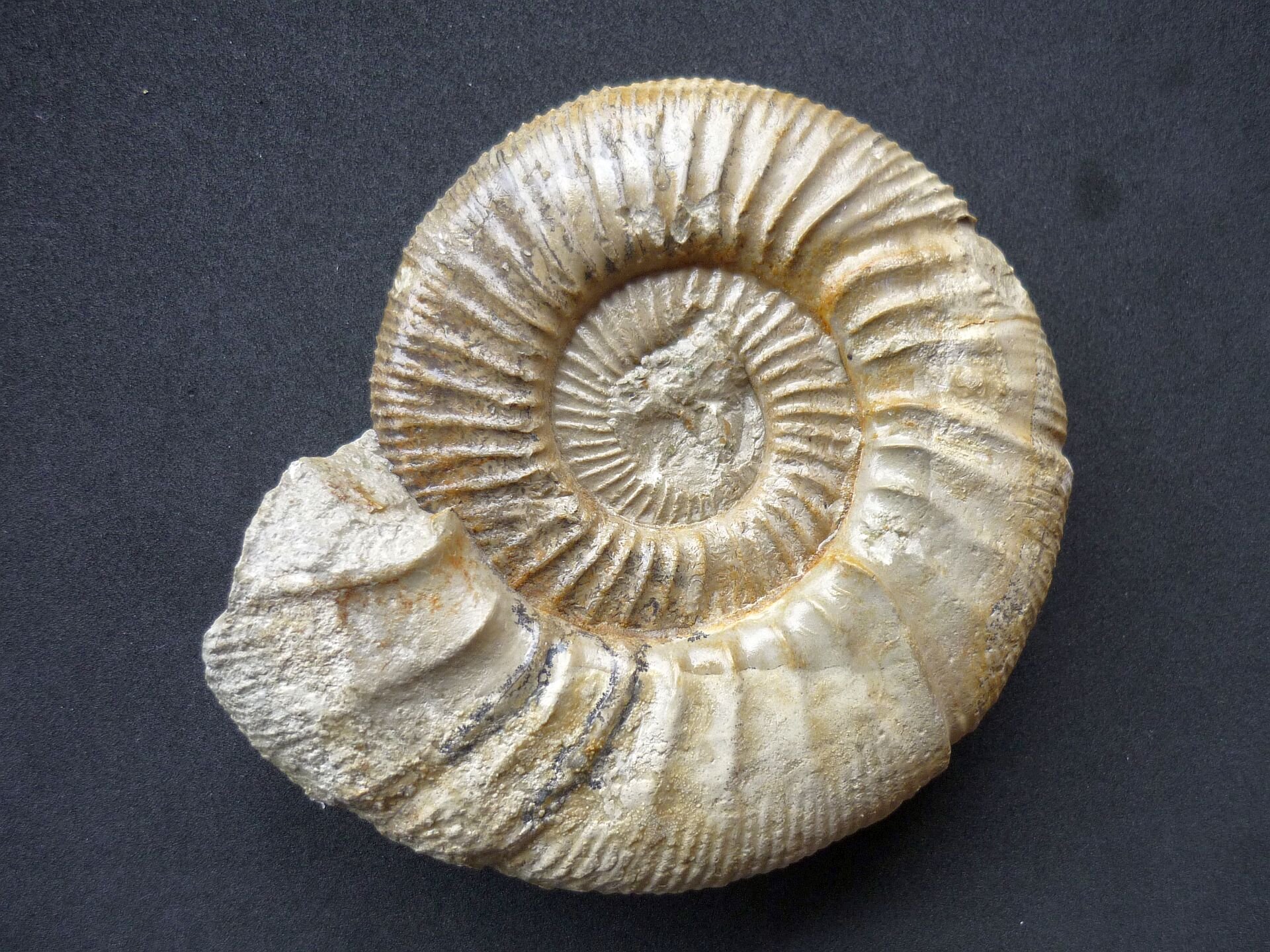 What was the first fossil you ever found? - Questions & Answers - The ...