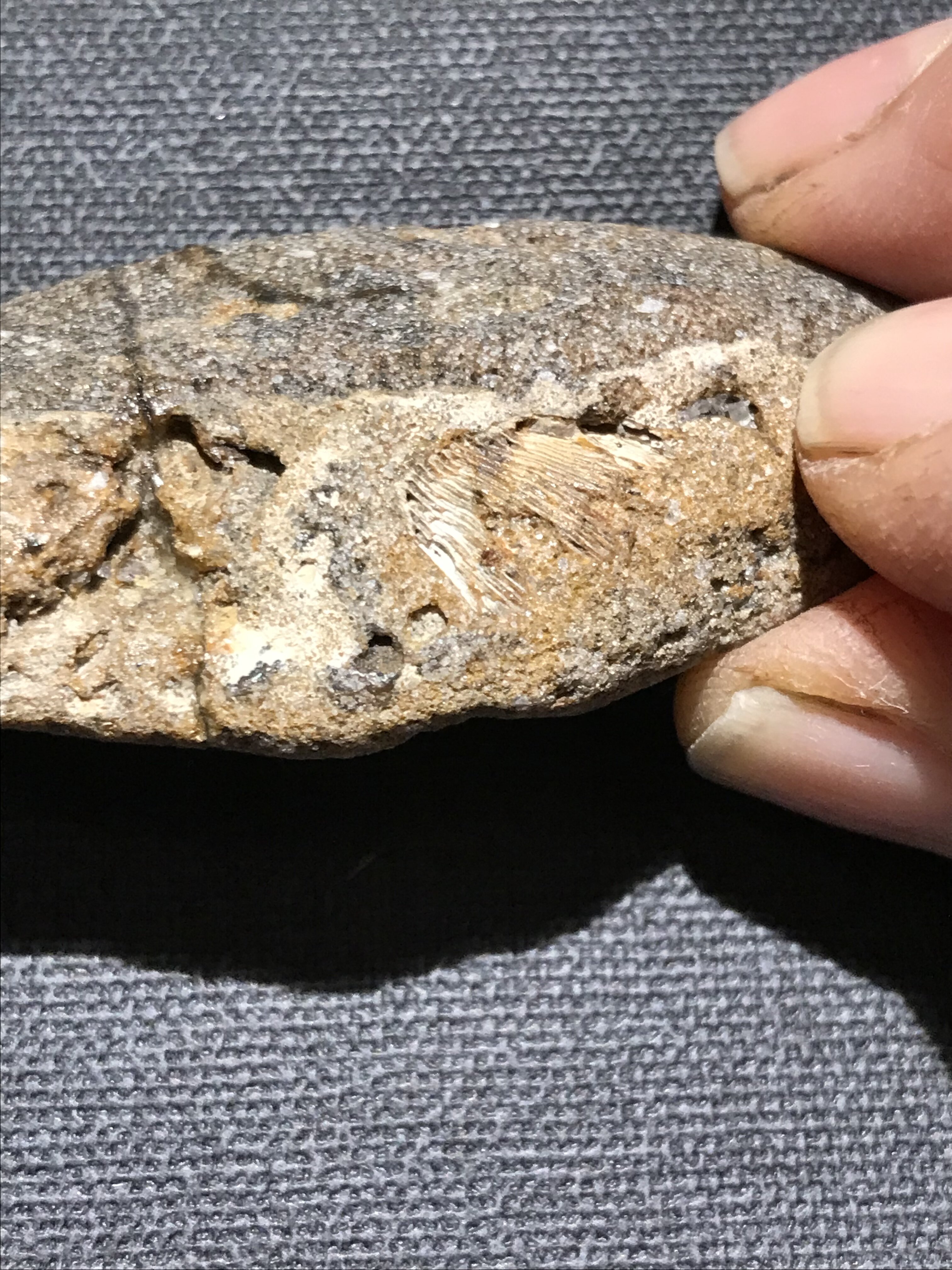 Beach Find, SW florida, what’s inside - Fossil ID - The Fossil Forum