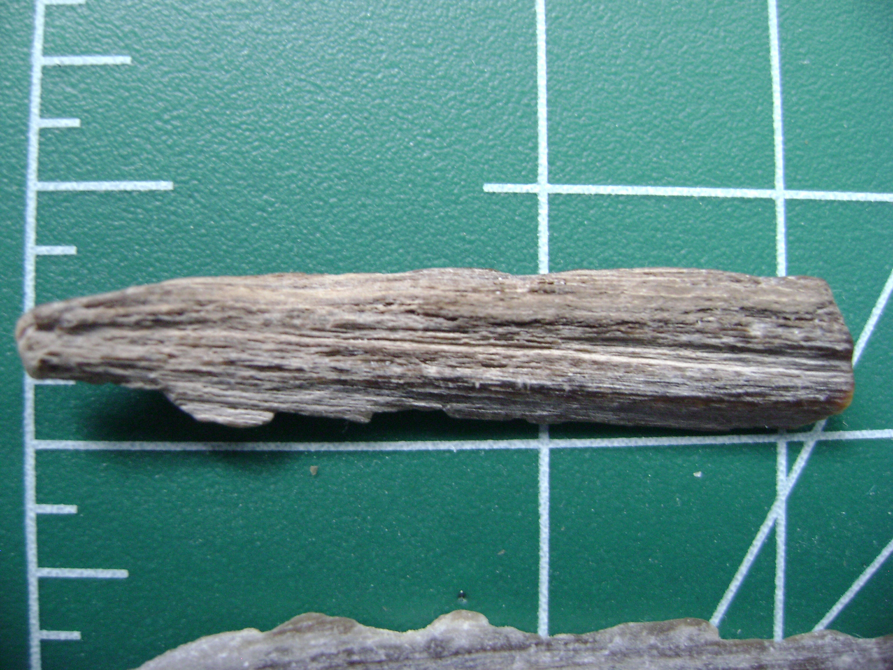 Florida Mystery Finds?? - Fossil ID - The Fossil Forum