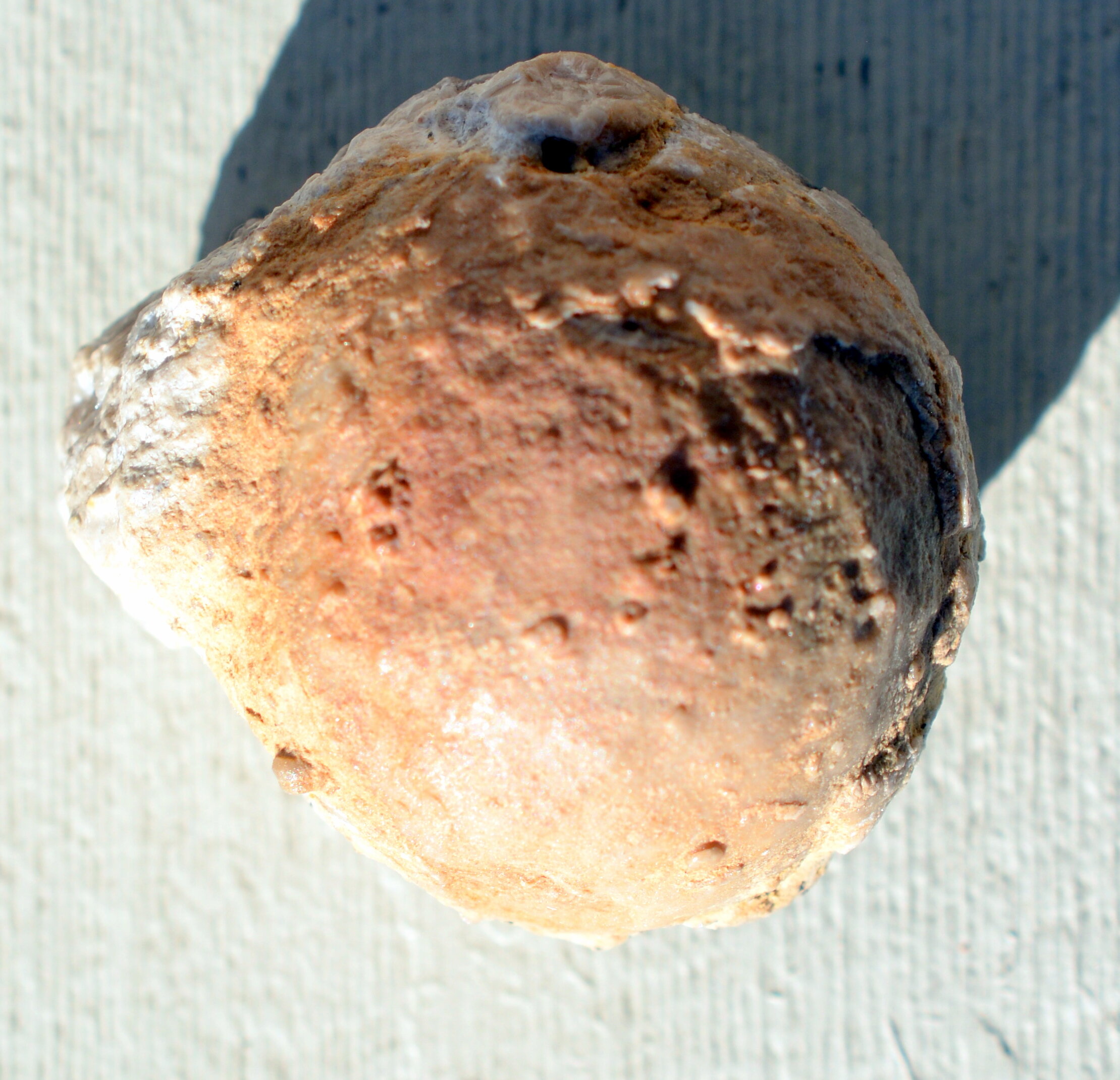 Possible Crinoid Lobolith? - Fossil ID - The Fossil Forum