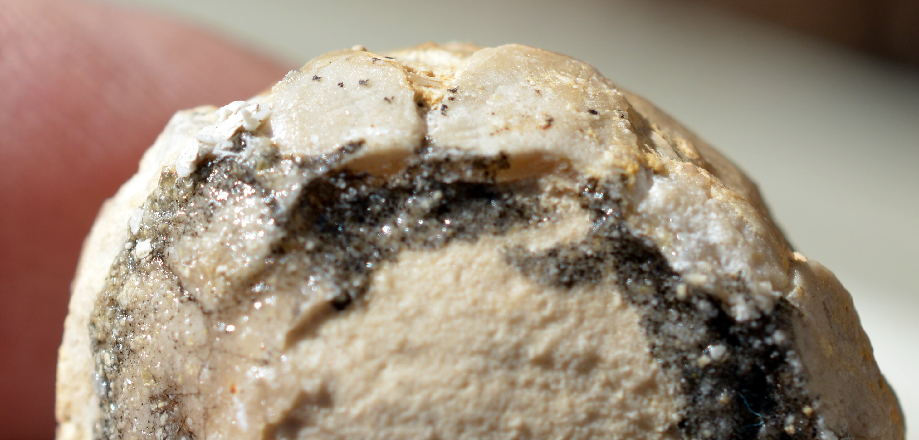 Possible Crinoid Lobolith? - Fossil ID - The Fossil Forum