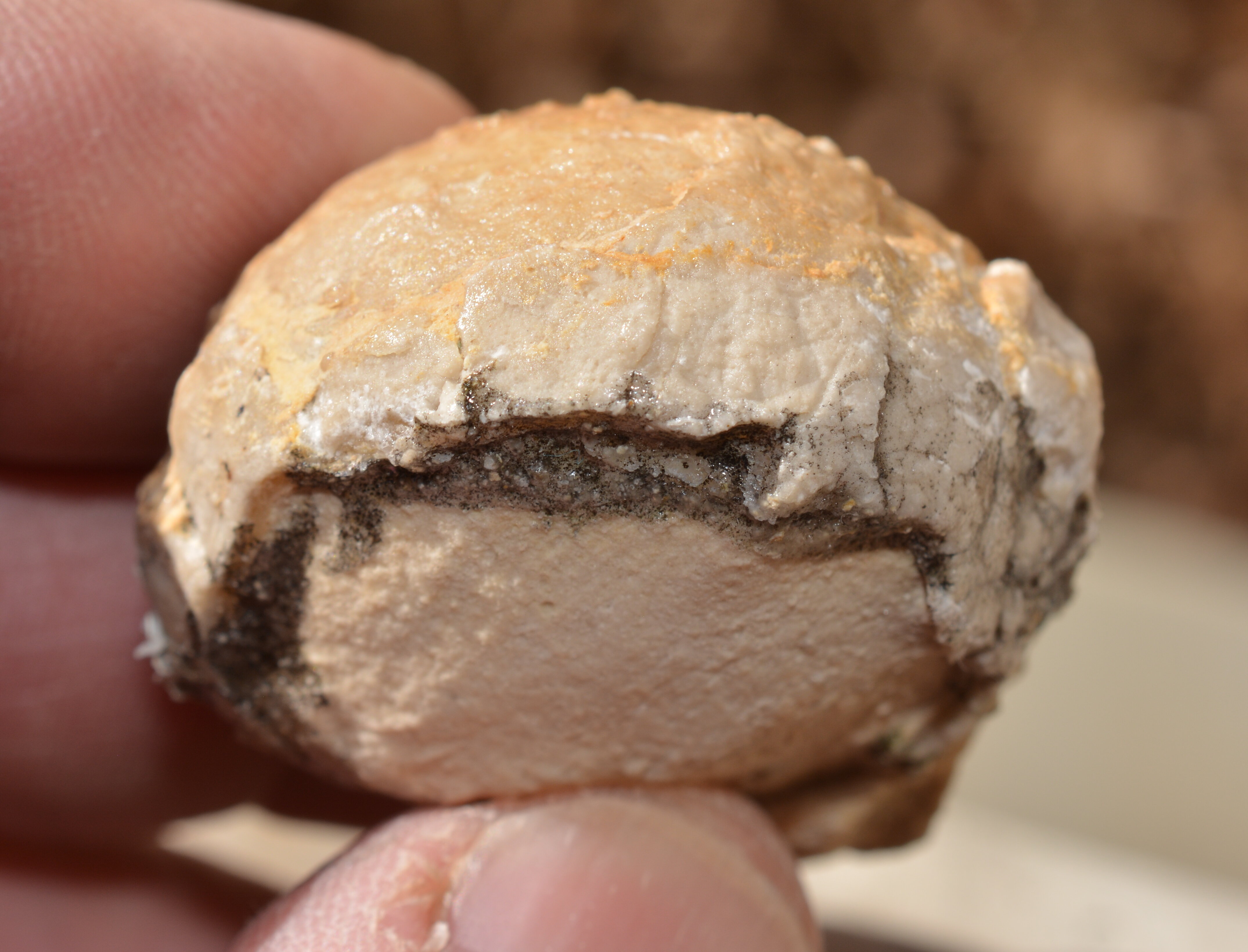 Possible Crinoid Lobolith? - Fossil ID - The Fossil Forum