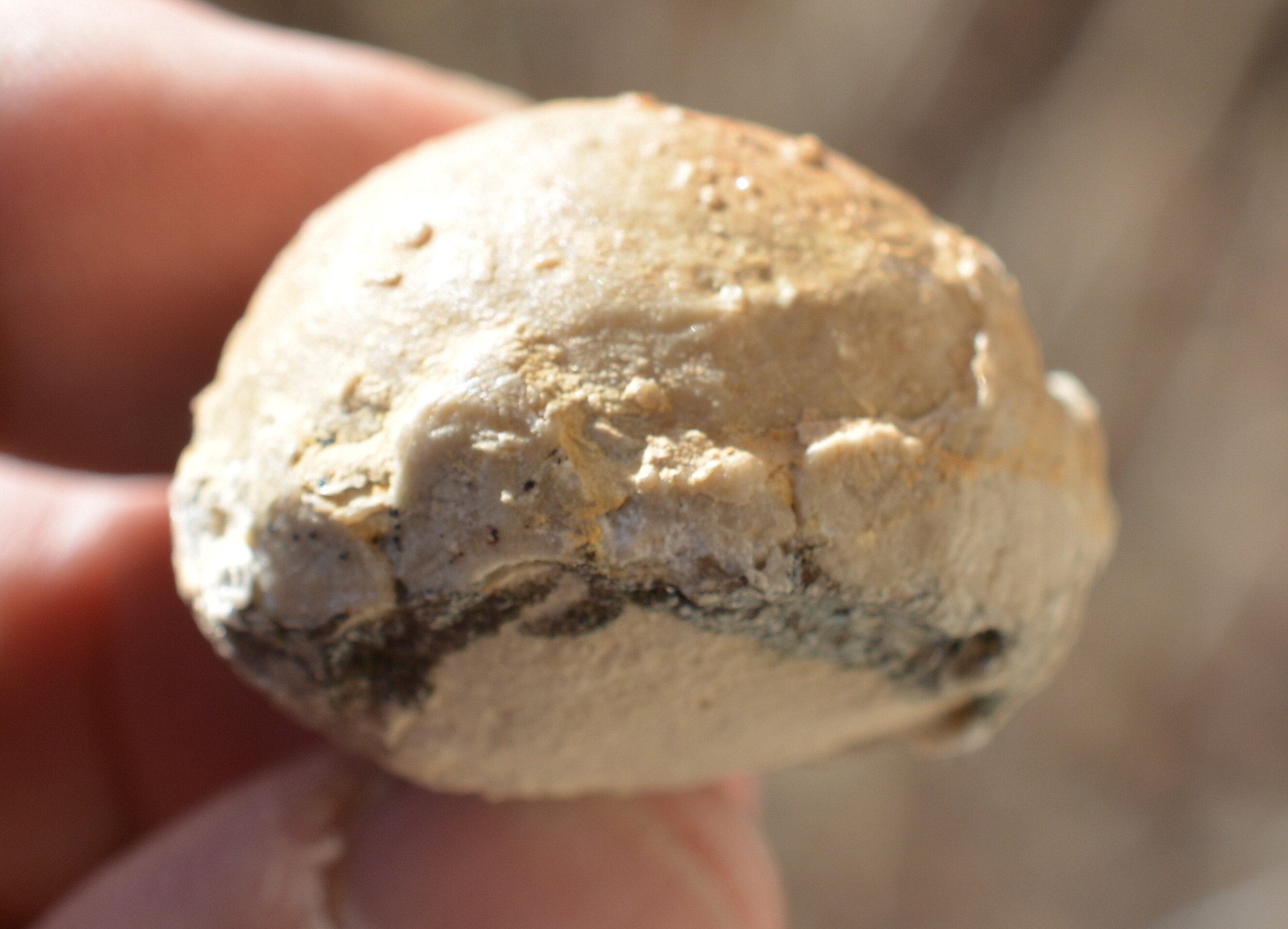 Possible Crinoid Lobolith? - Fossil ID - The Fossil Forum