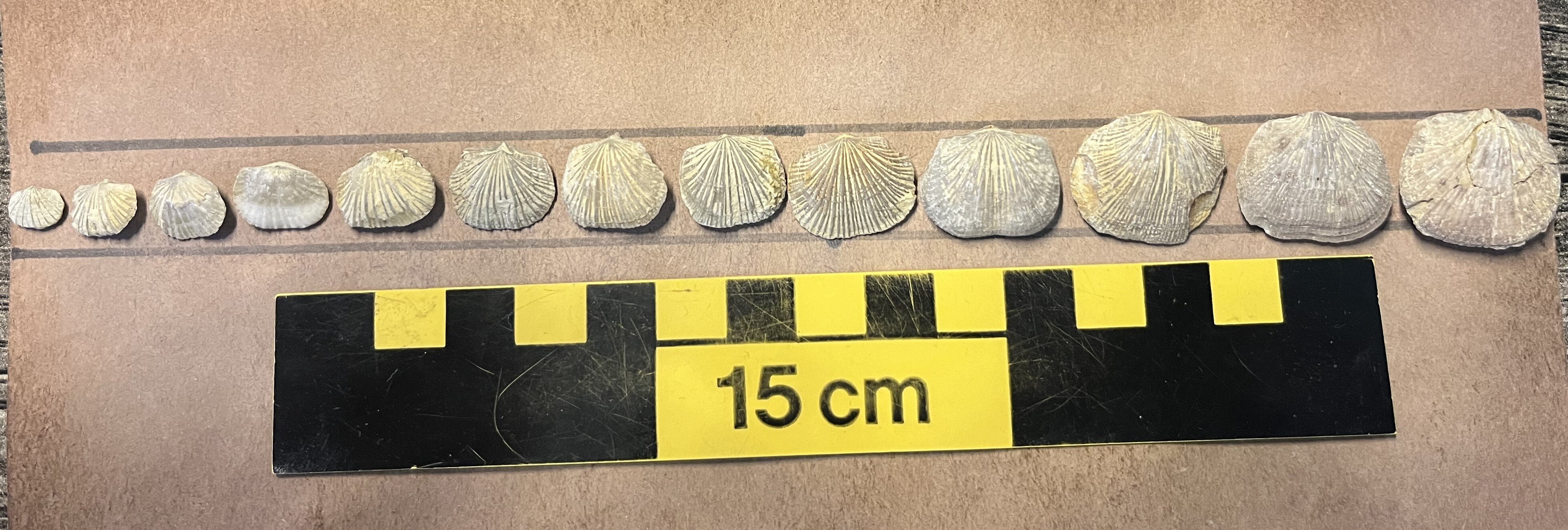 Haragan Formation Brachiopod Unknowns - Fossil ID - The Fossil Forum