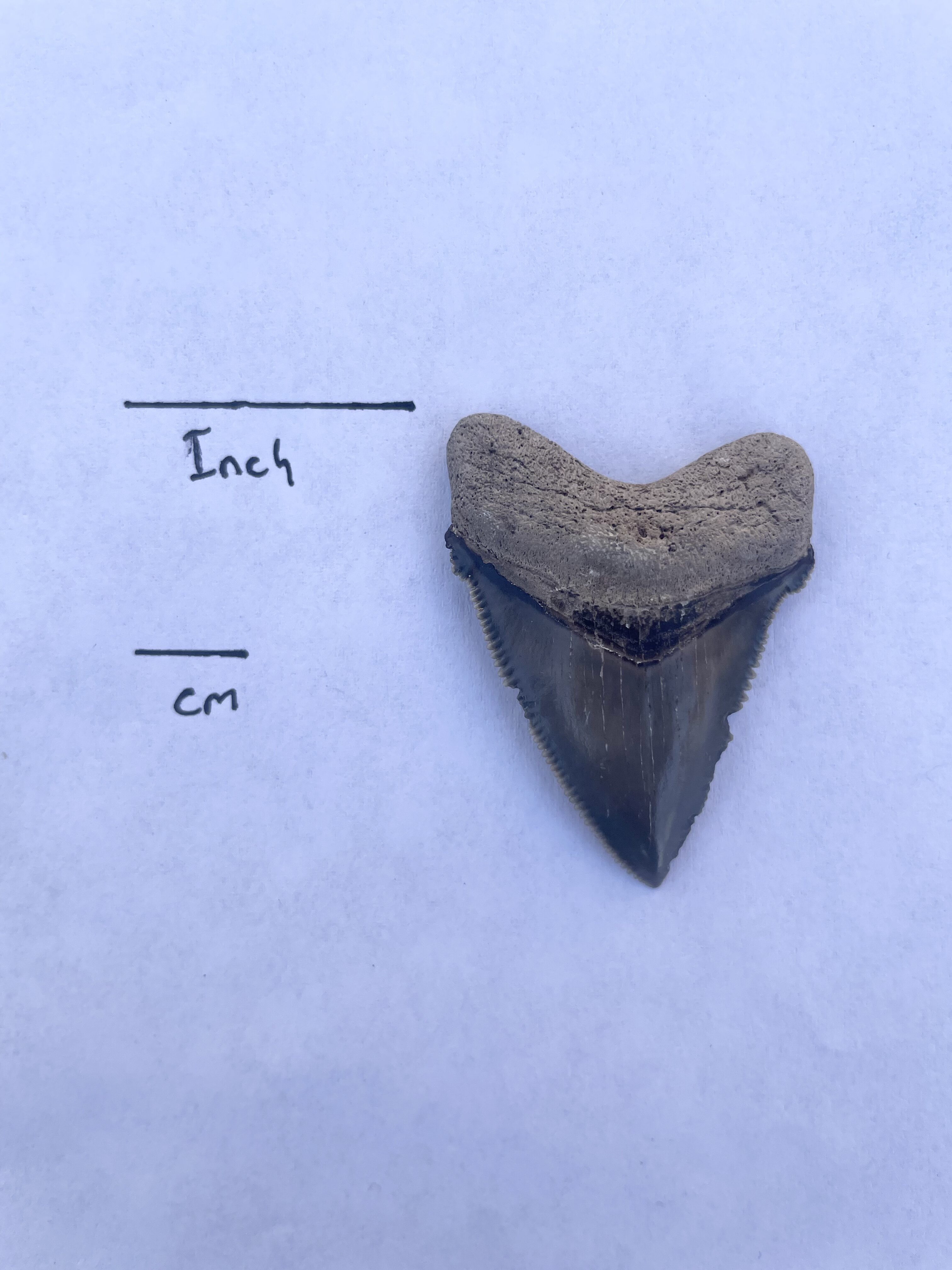 Symphyseal Cow Shark Tooth from the Calvert Cliffs: Another Great Day ...