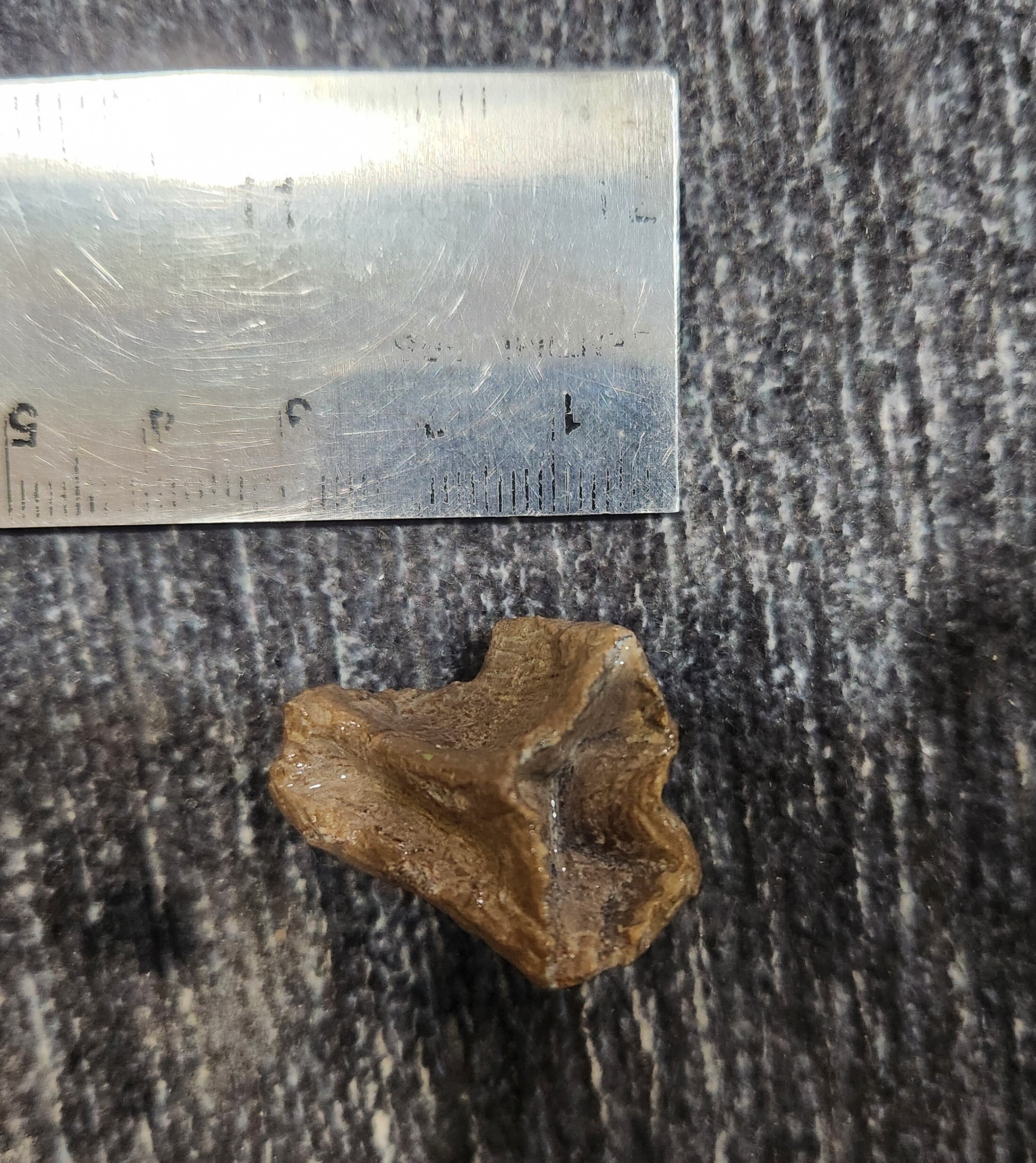 Fossil from the Northeastern side of Lake Michigan - Fossil ID - The ...