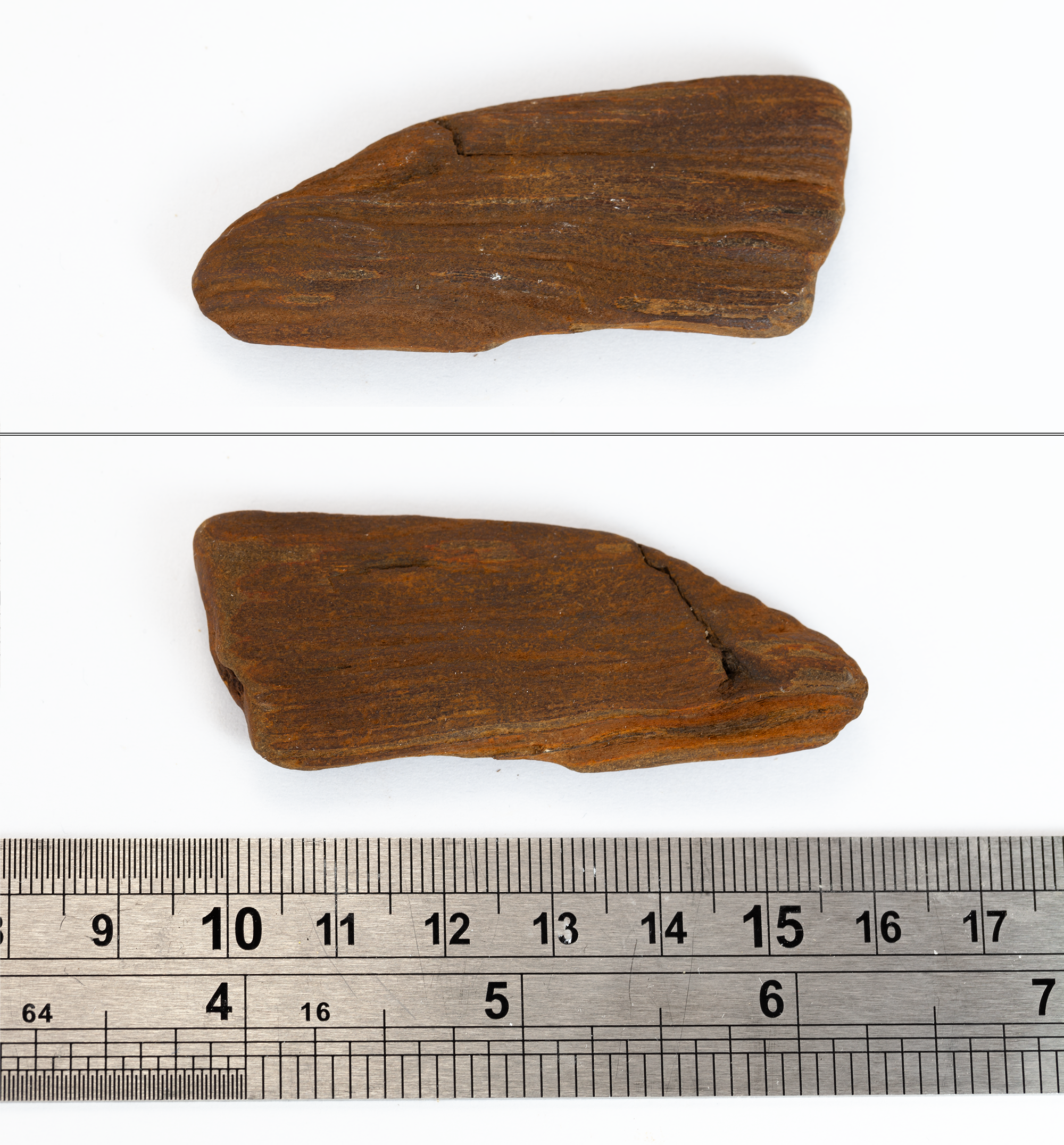 Bone, Tusk or just Dust? Zandmotor Newbie finds... - Fossil ID - The ...